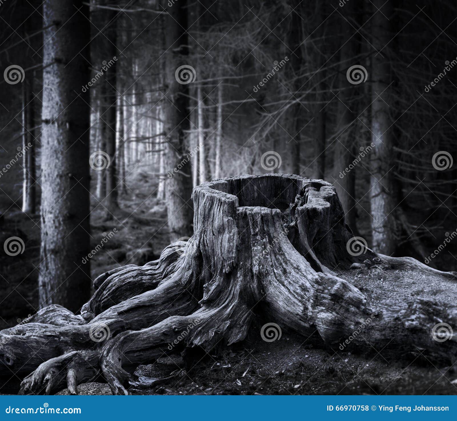 Spooky Forest with Dry Tree Stump Stock Photo - Image of tree, dark ...