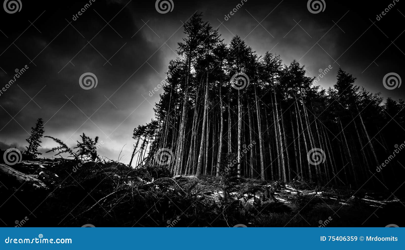 Spooky Forest at Dusk Under Cloudy Sky Stock Image - Image of landscape ...