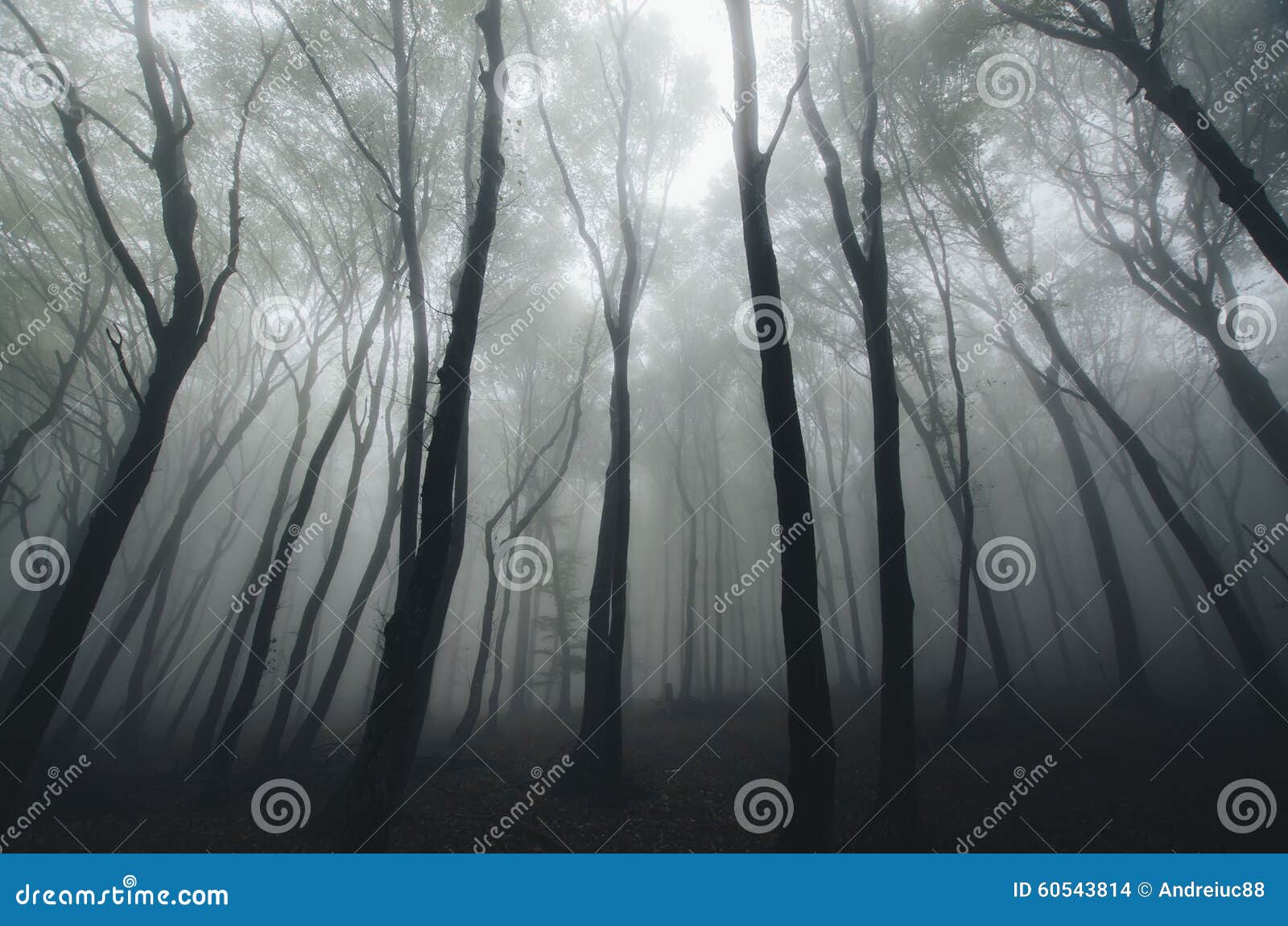 Spooky forest with fog stock photo. Image of creepy, abstract - 60543814