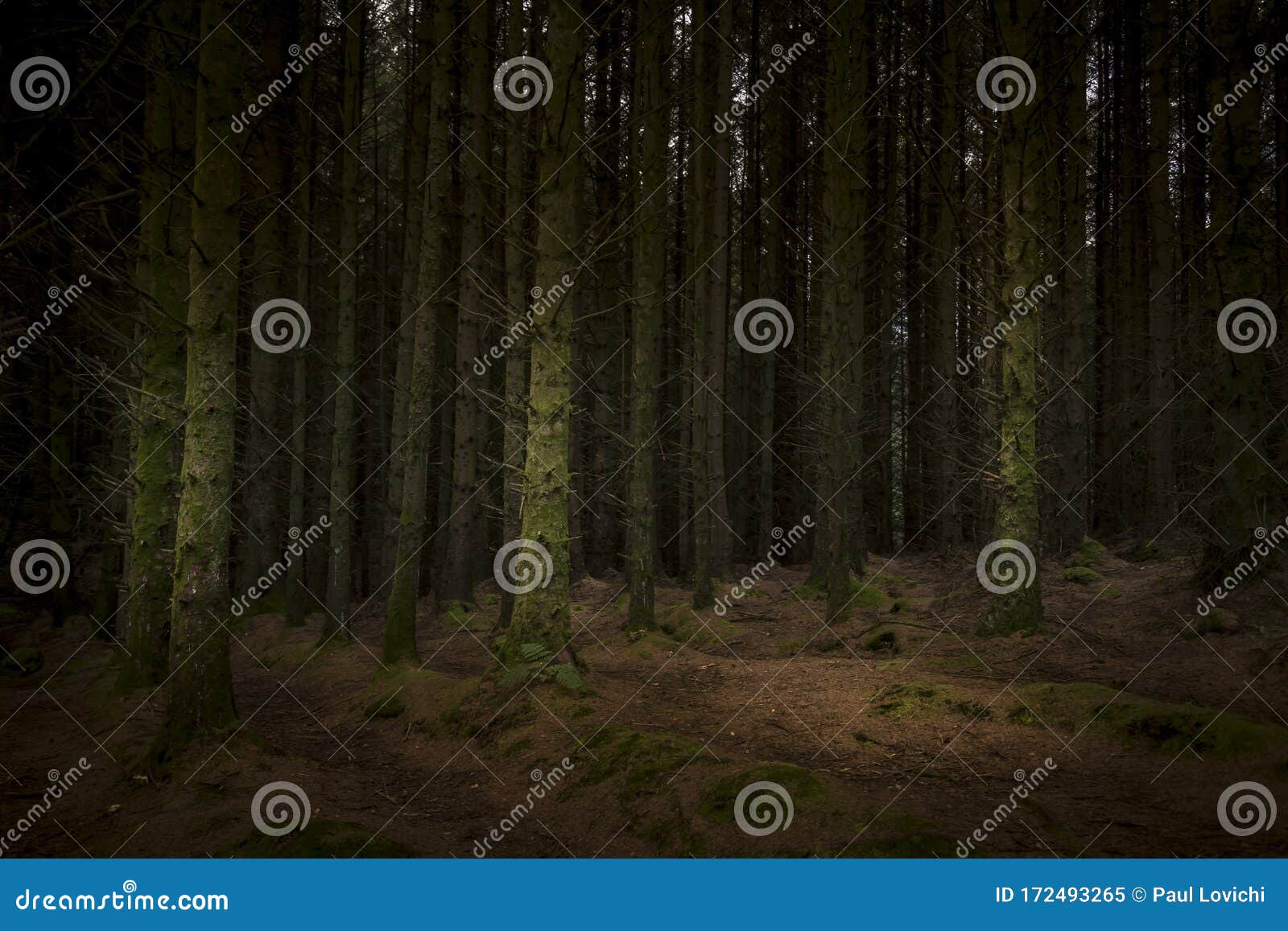 Spooky Forest and Green Trees Stock Image - Image of spooky, dusk ...