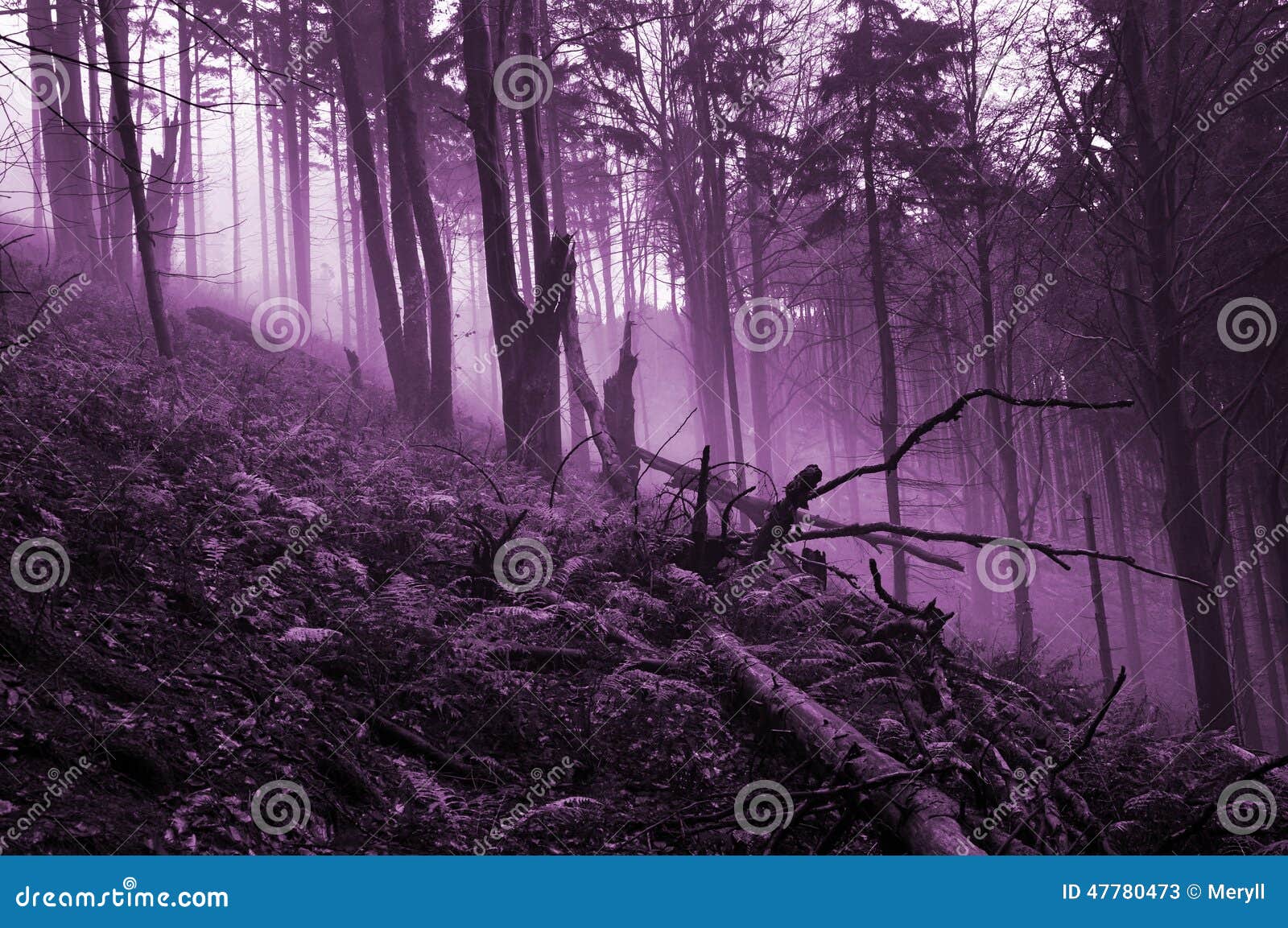 Spooky forest haunted stock image. Image of spooky, purple - 47780473