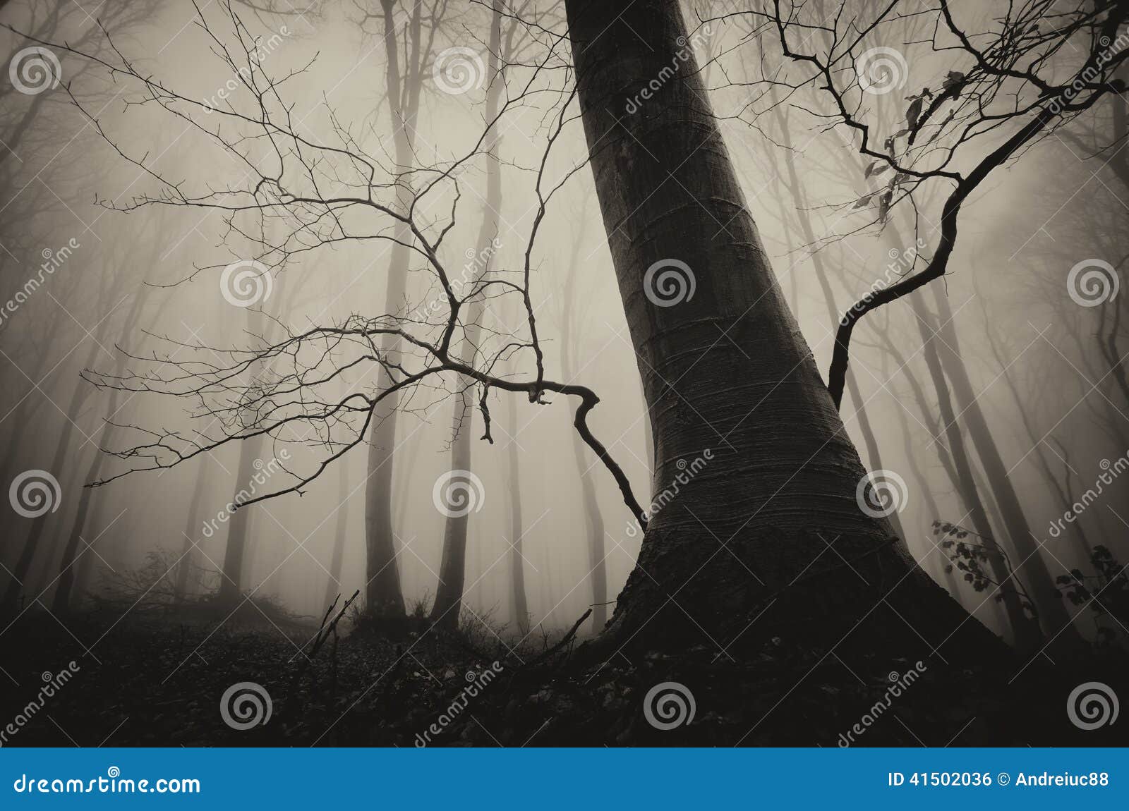 Spooky Forest Landscape with Old Tree on Halloween Stock Photo - Image ...