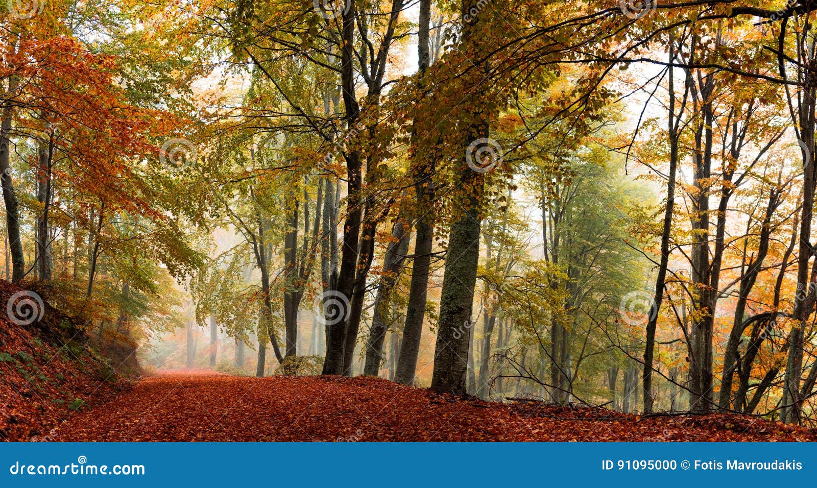 Spooky forest path stock photo. Image of dreamy, light - 91095000
