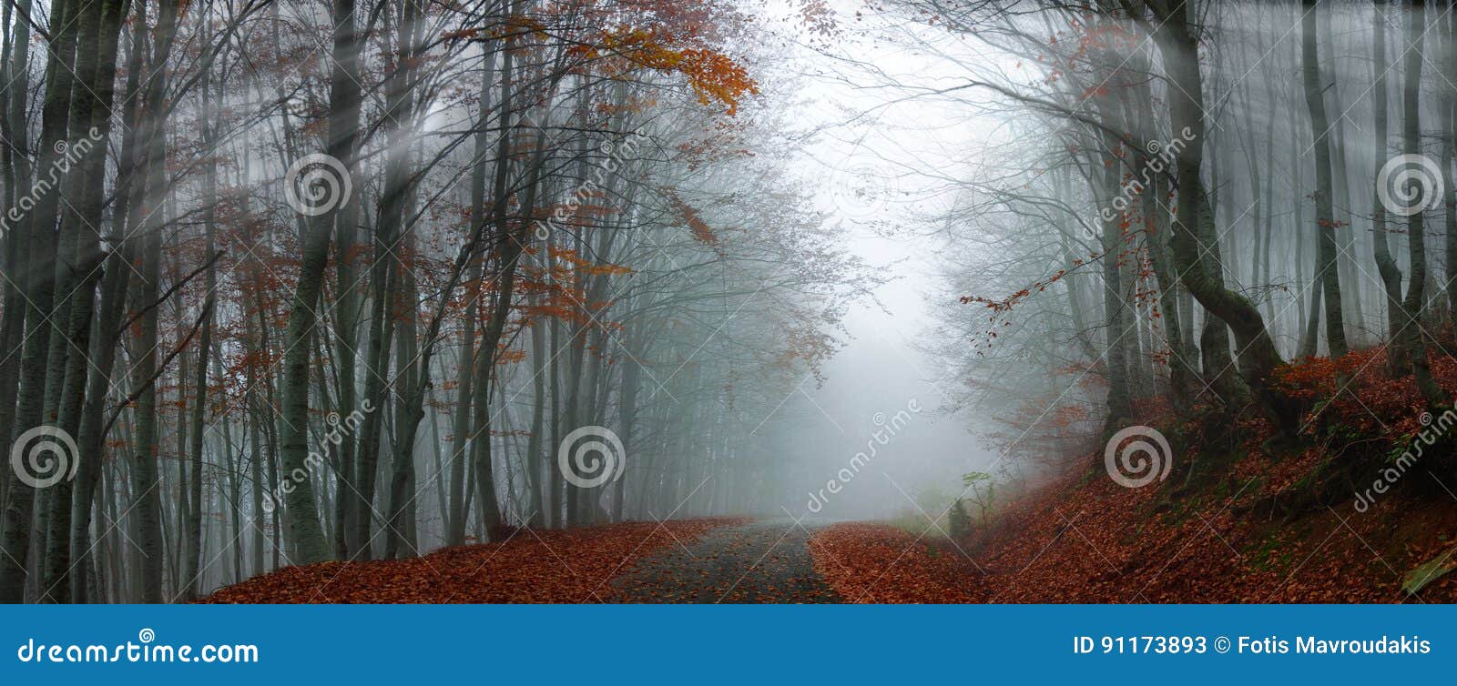 Spooky forest path stock image. Image of country, beech - 91173893