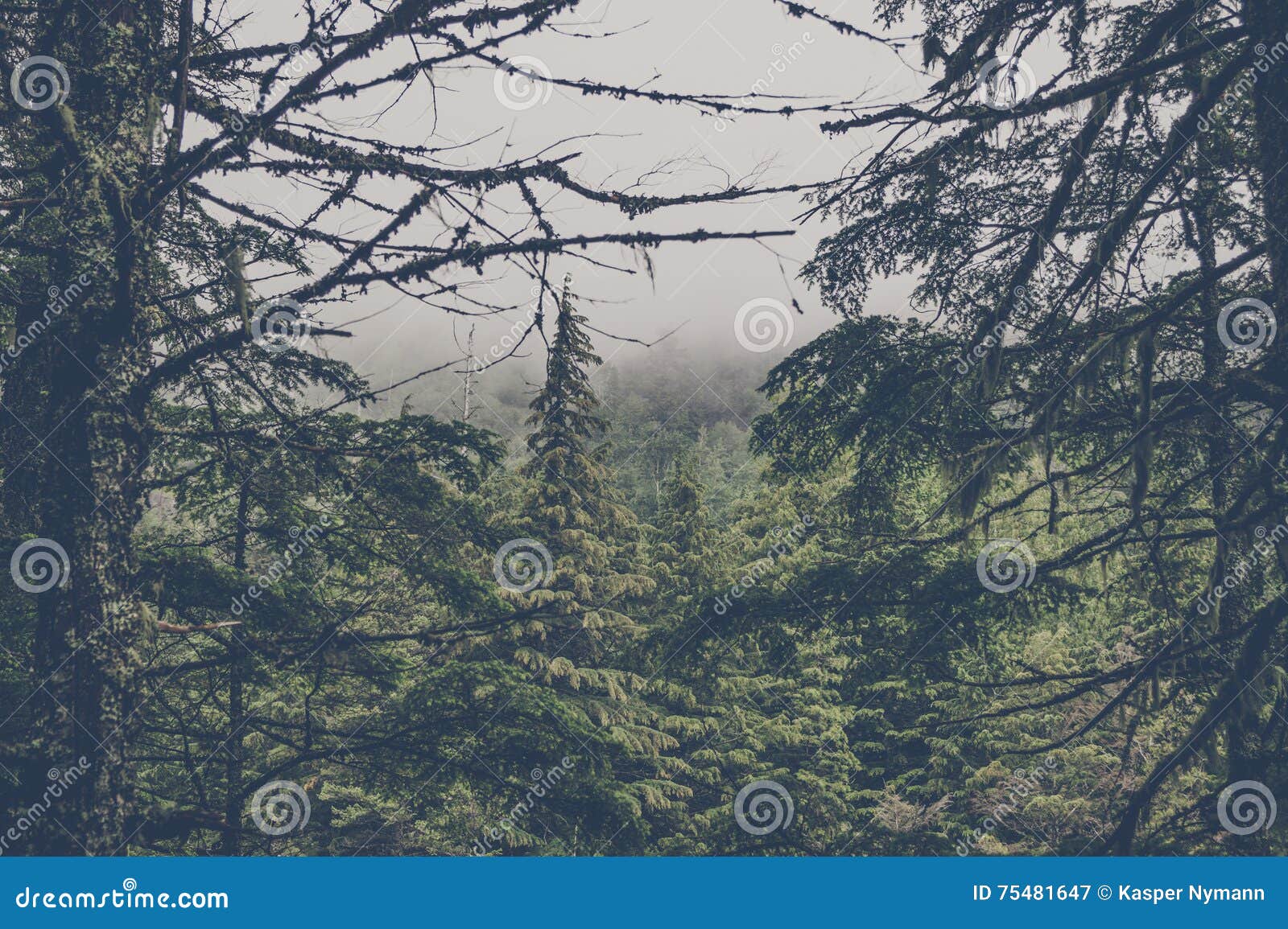 Spooky Forest with Pine Trees Stock Image - Image of mystery, pine ...