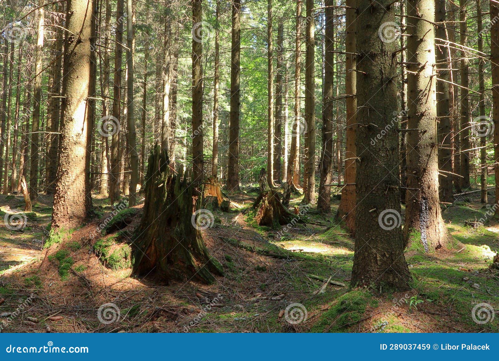 Spooky Forest, Rotting Tree Stumps, Sun Rays Shining through the Crowns ...