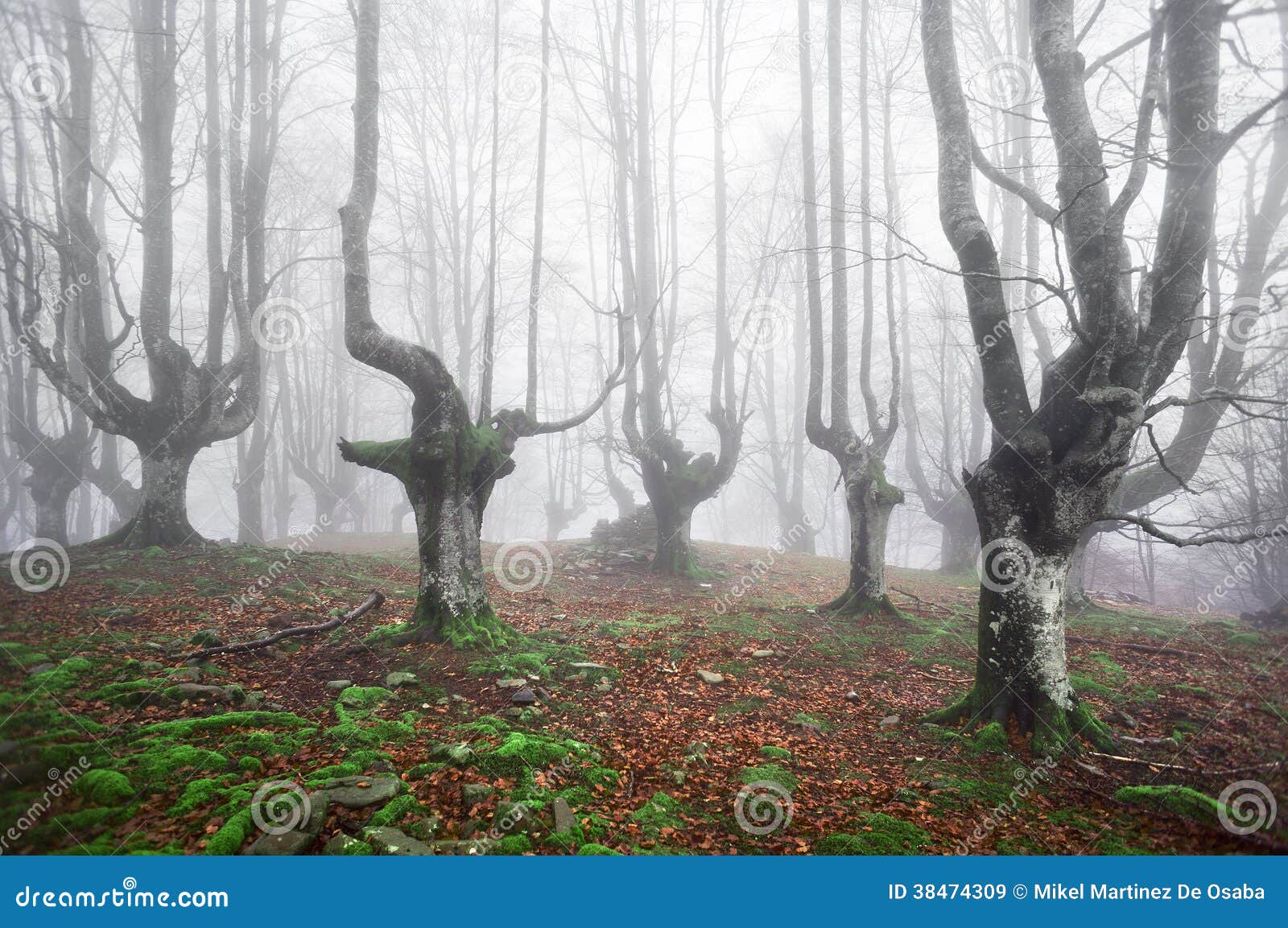 Spooky forest stock image. Image of mystery, foliage - 38474309