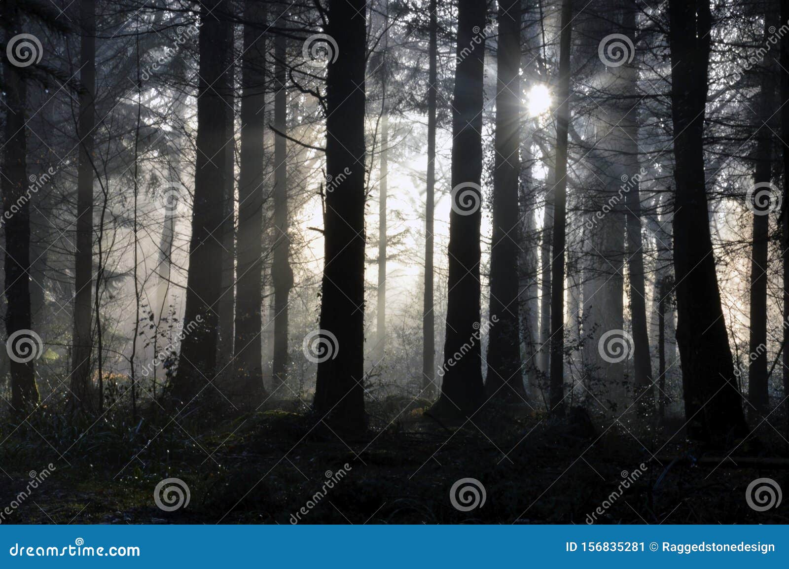 A Spooky Forest. with Sunlight Silhouetting the Trees, on a Misty ...