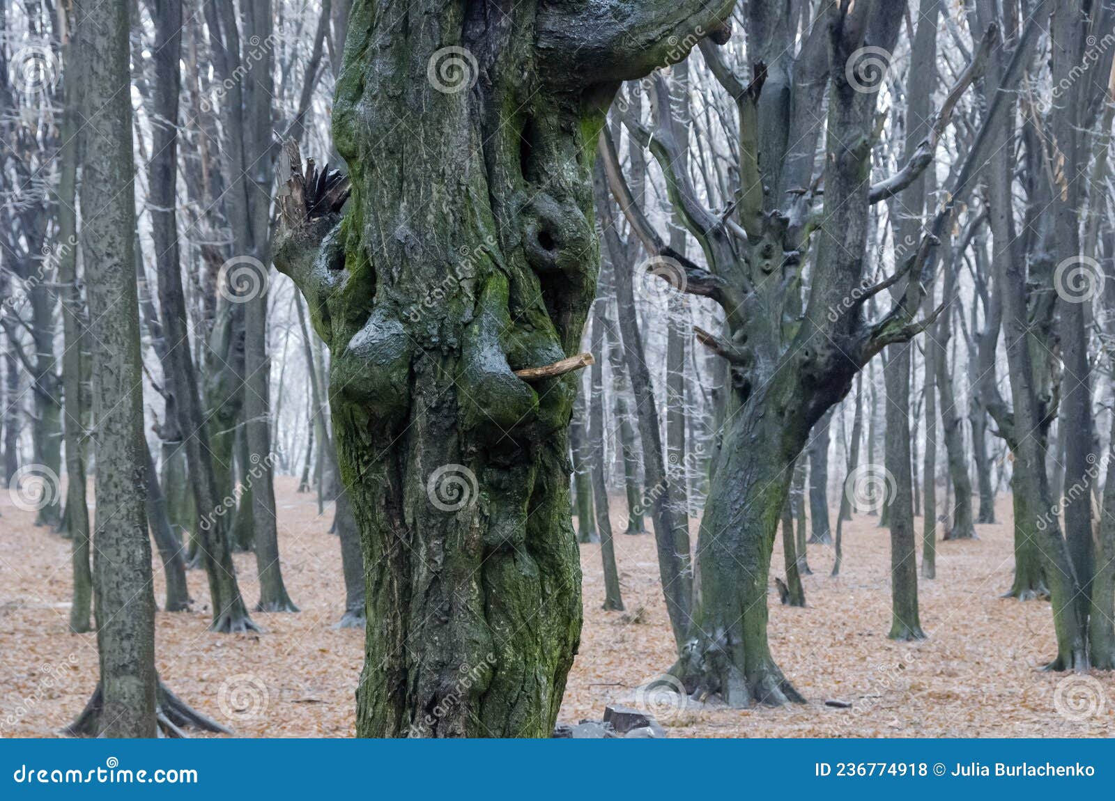 Spooky Forest with Trees Looking Like Strange Creatures Stock Photo ...