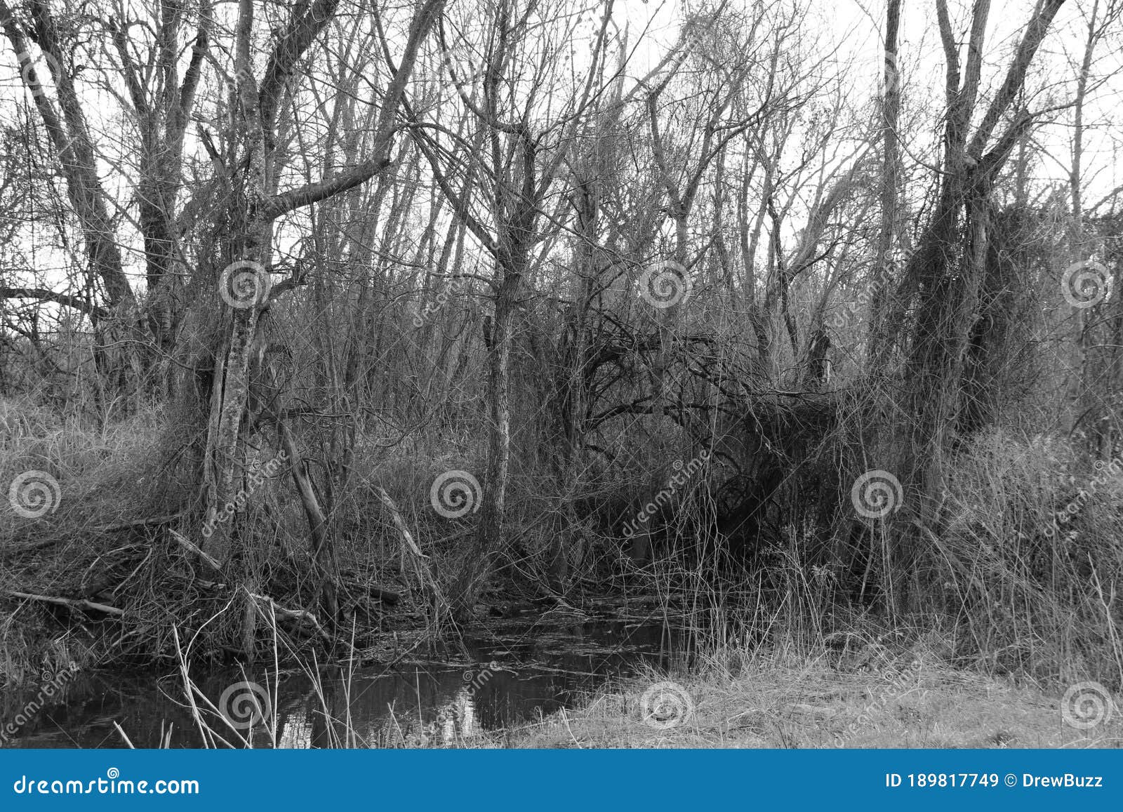 Spooky Forest Trees Marsh Grayscale Black White Stock Image - Image of ...