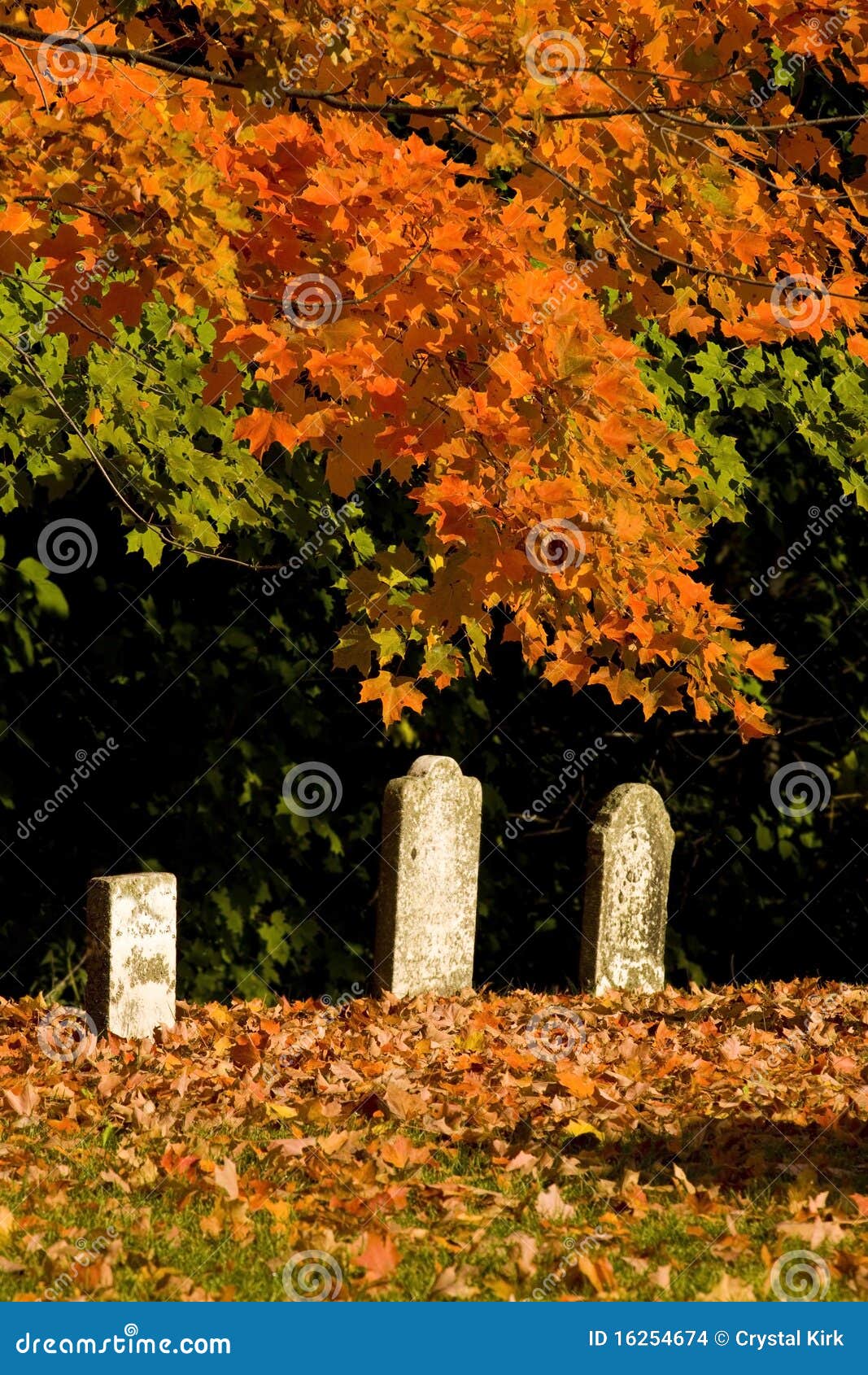 Spooky graveyard in fall stock photo. Image of dead, branch - 16254674