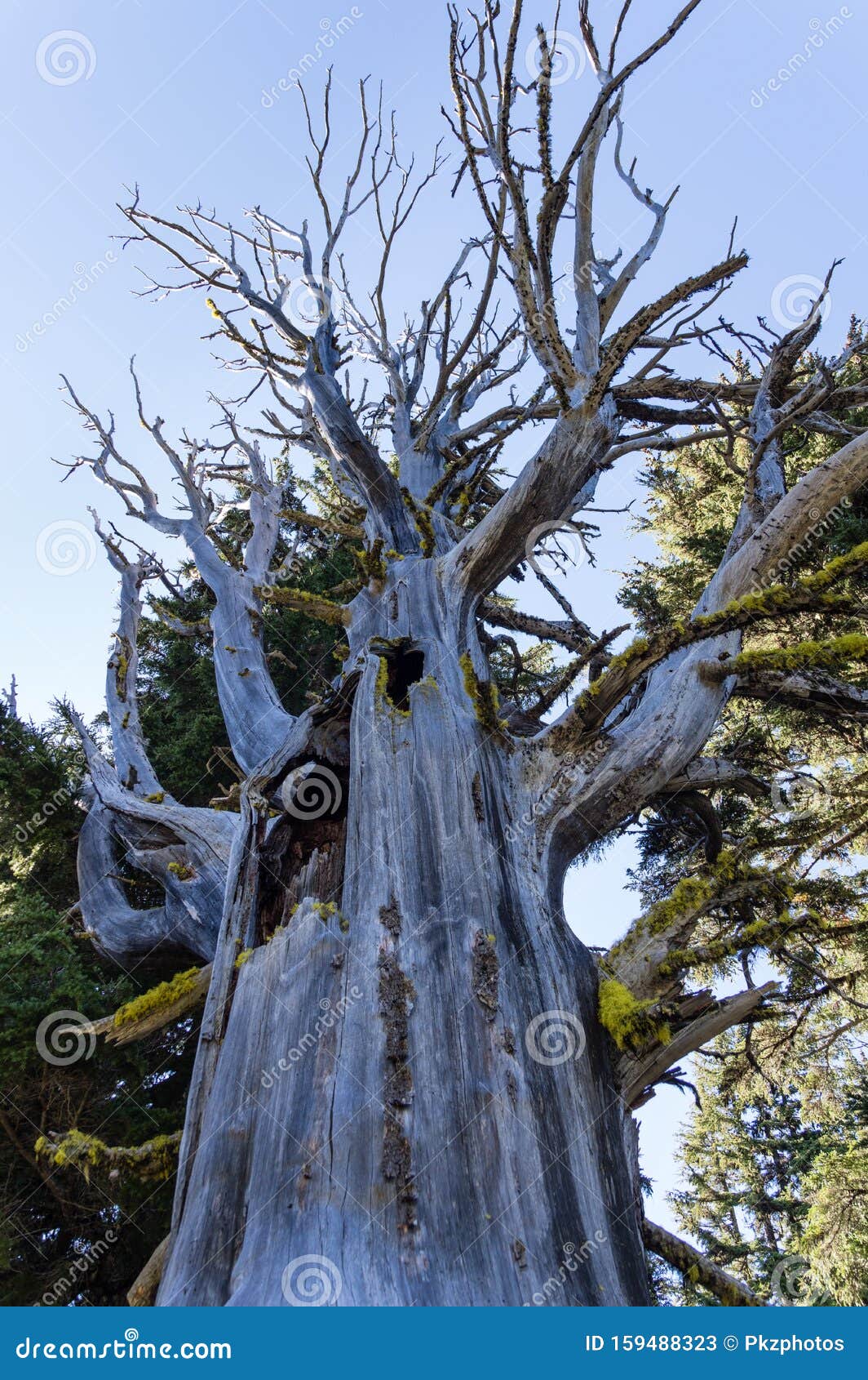 Spooky halloween tree stock image. Image of northwest - 159488323