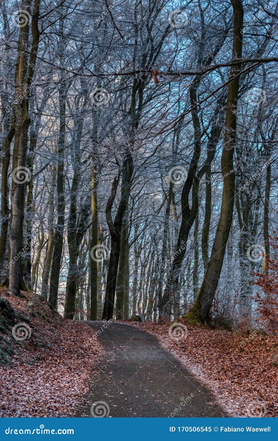 Spooky Horror Night Forest Path Stock Image - Image of evil, green ...