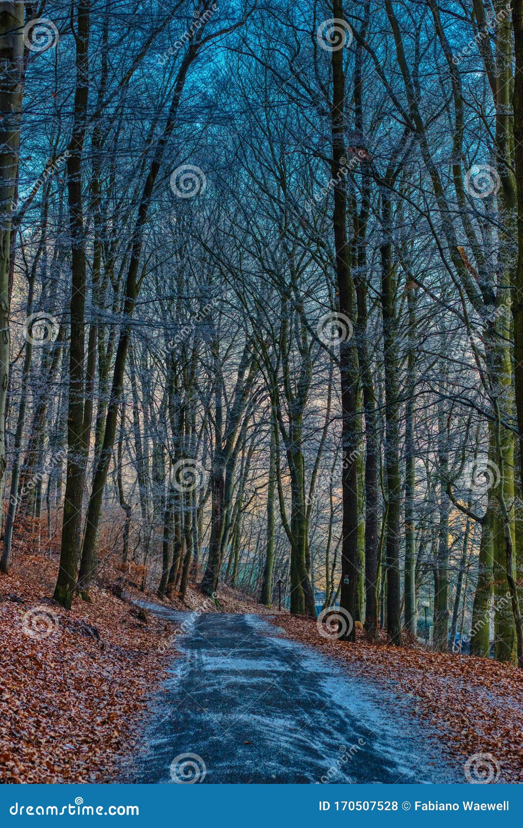 Spooky Horror Night Forest Path Stock Photo - Image of landscape ...