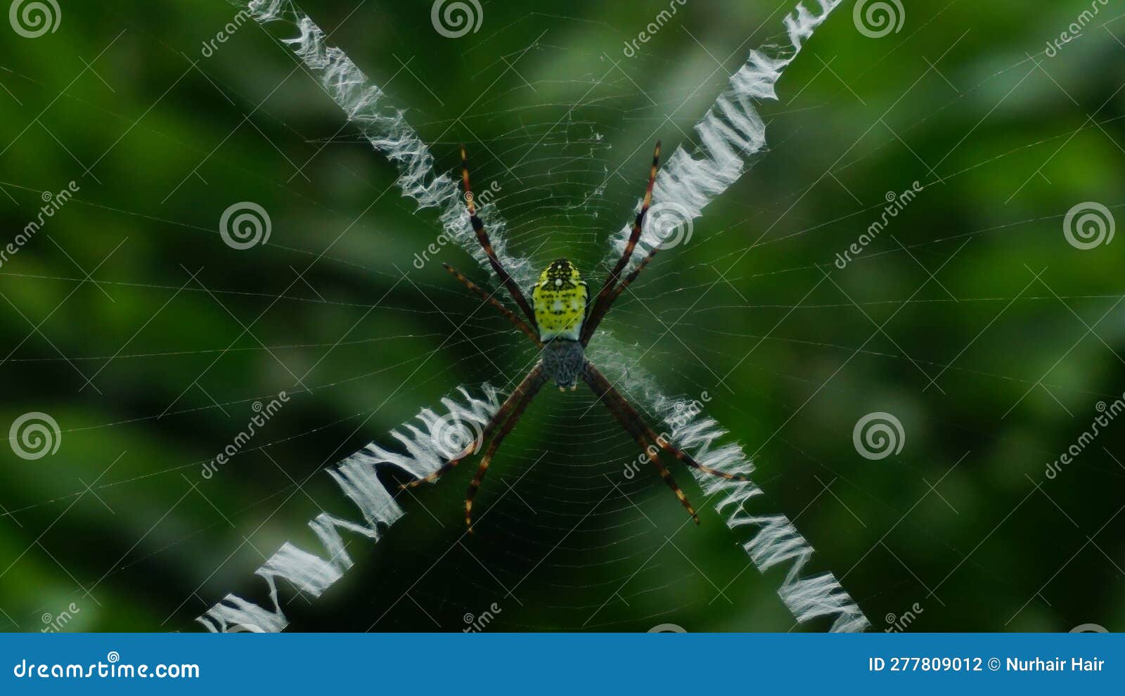 Spooky Island Spiders Maluku Indonesia Stock Photo - Image of indonesia ...