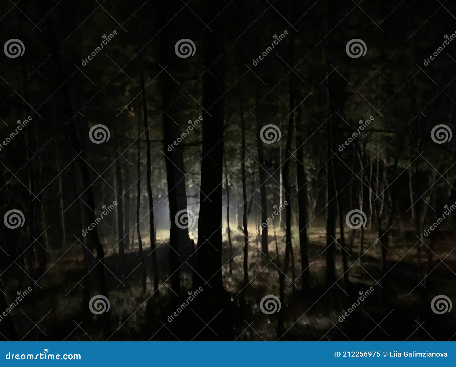 Spooky light in a forest stock image. Image of light - 212256975