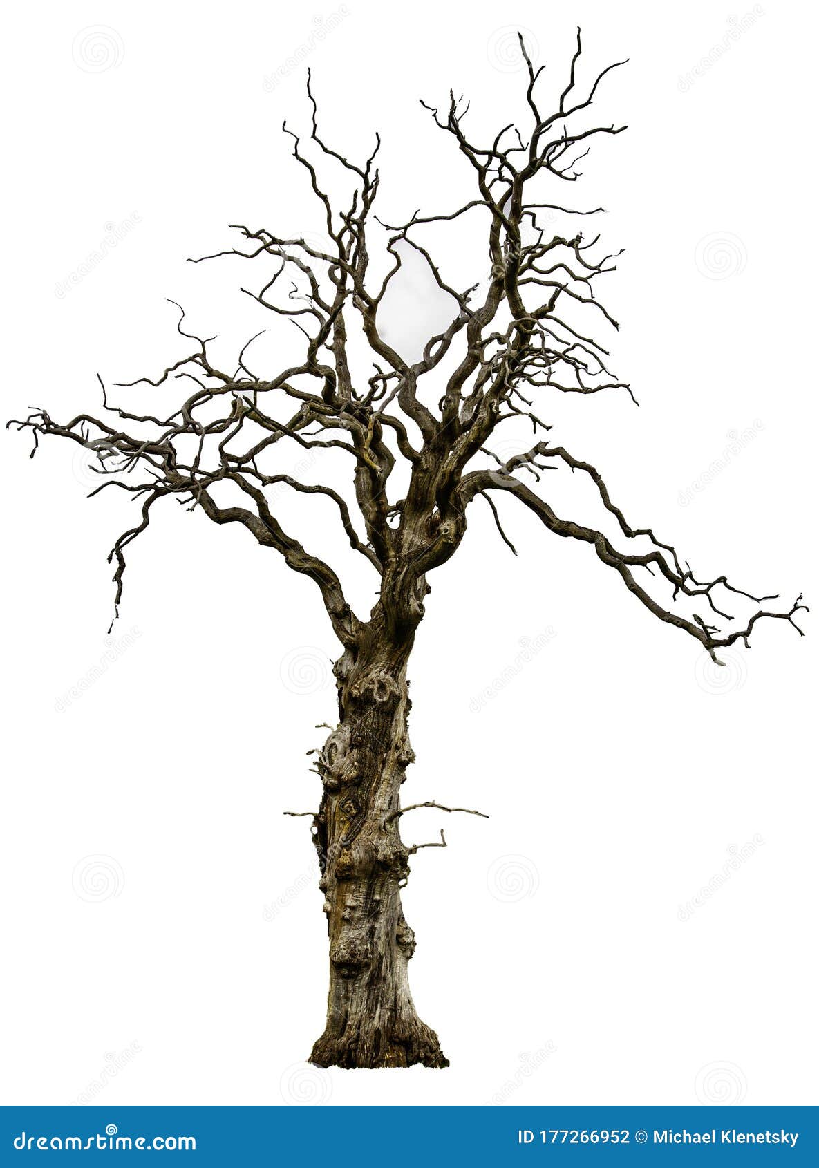 Spooky Looking Bare Tree stock photo. Image of tree - 177266952