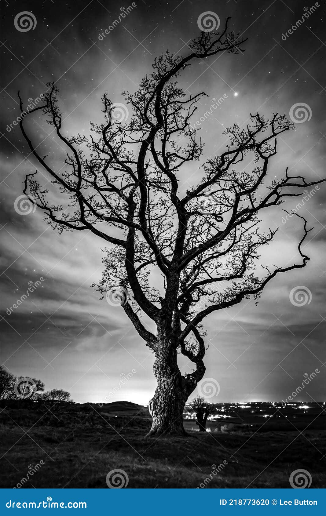 The Spooky Tree stock photo. Image of grey, environment - 218773620