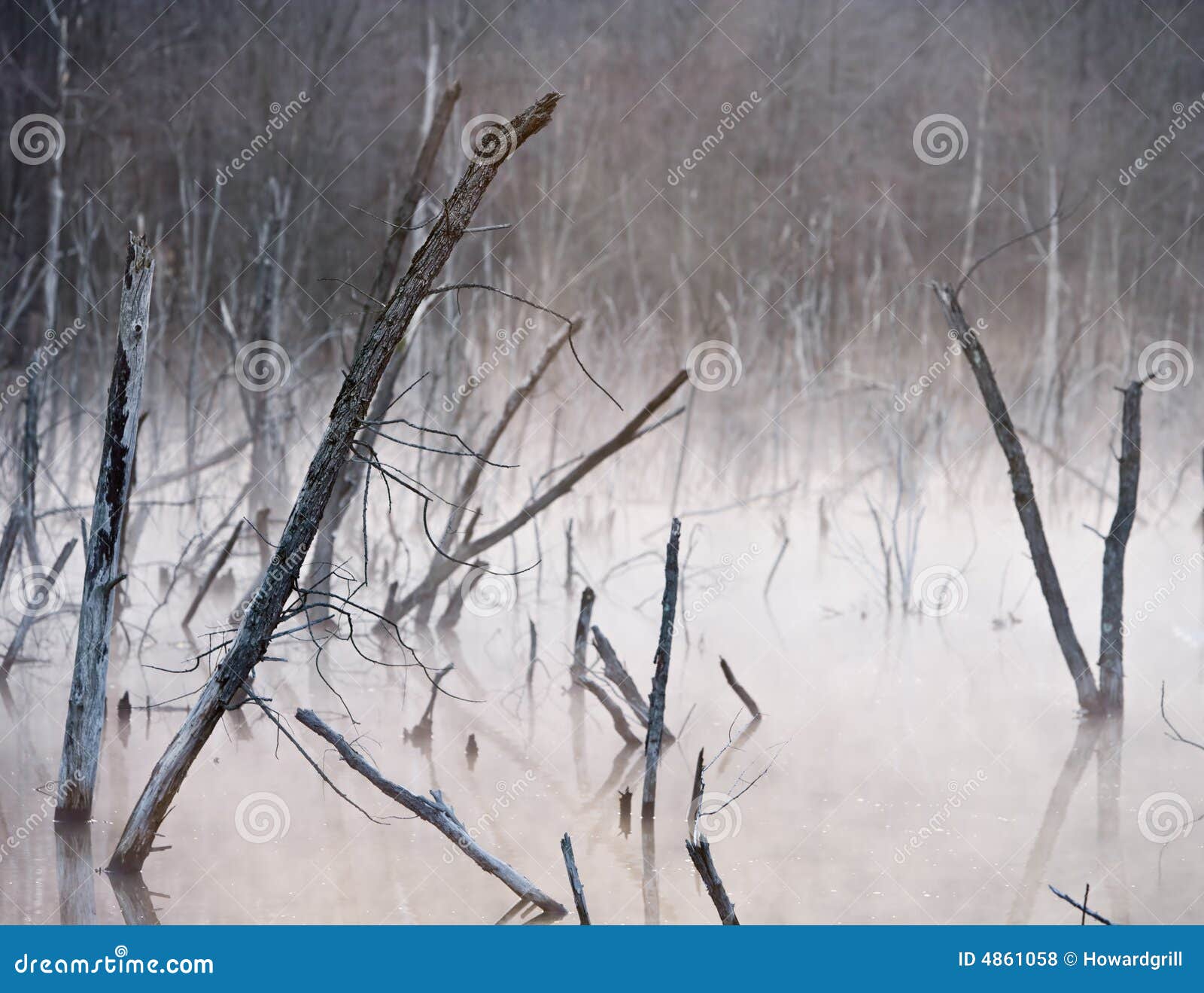 Dead Trees Standing Upright In The Water,cloudy Sky In The Background ...
