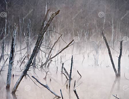Spooky Marsh with Dead Trees Stock Photo - Image of deadwood, marshland ...
