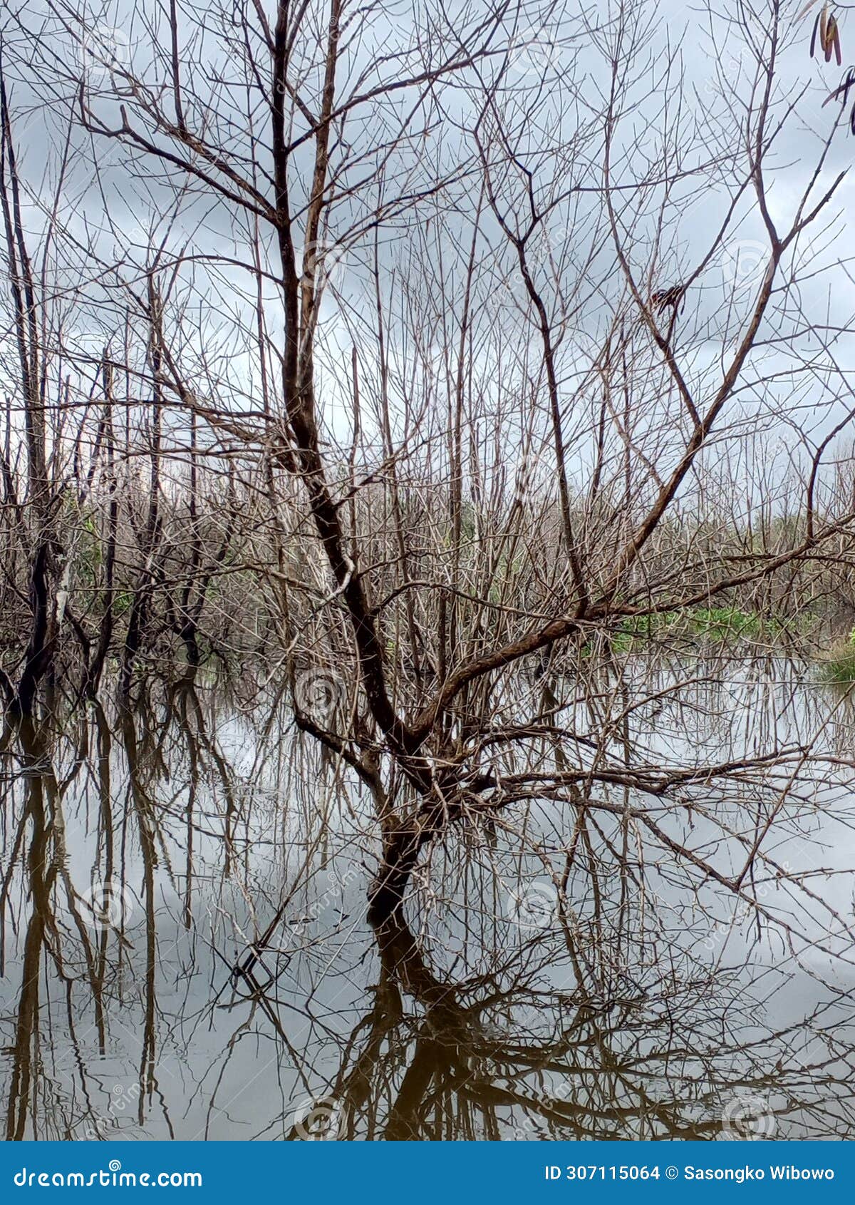 Spooky Marsh with Dead Trees Stock Photo - Image of indon, frost: 307115064