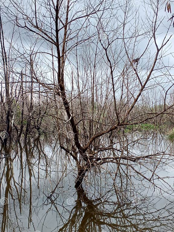 Spooky Marsh with Dead Trees Stock Photo - Image of indon, frost: 307115064