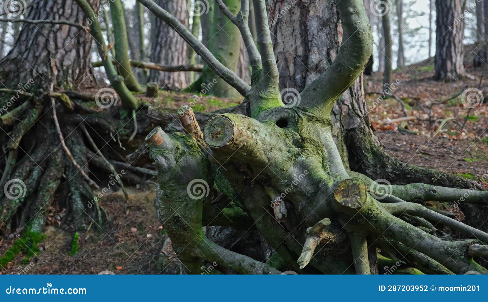 Creepy Spooky Monster Creature Face Formed with Tree Roots Stock ...