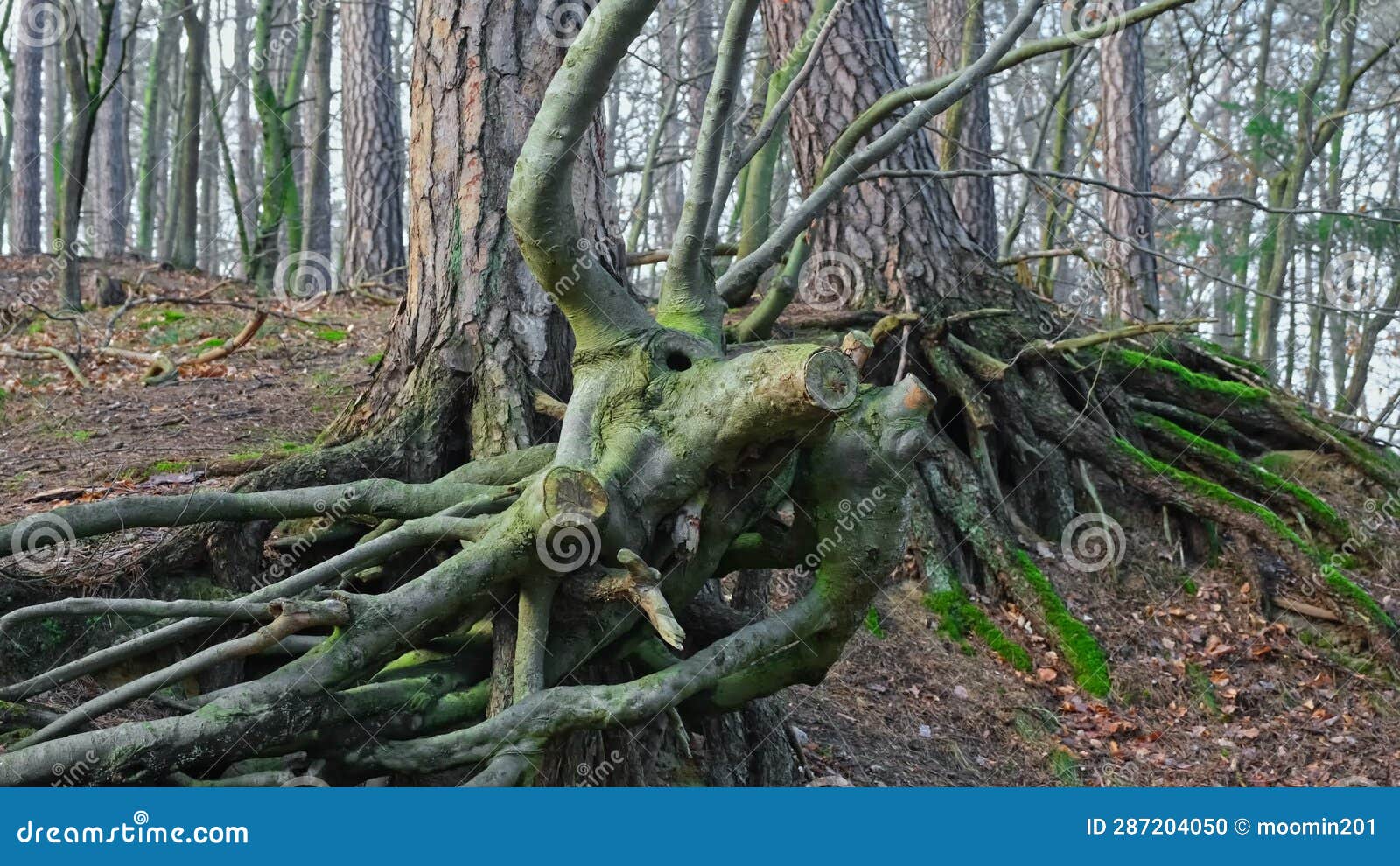 Creepy Spooky Monster Creature Face Formed with Tree Roots Stock ...