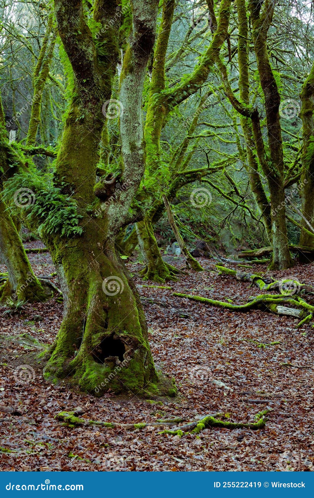 Spooky Moss-covered Tree in a Dense Forest Stock Image - Image of ...