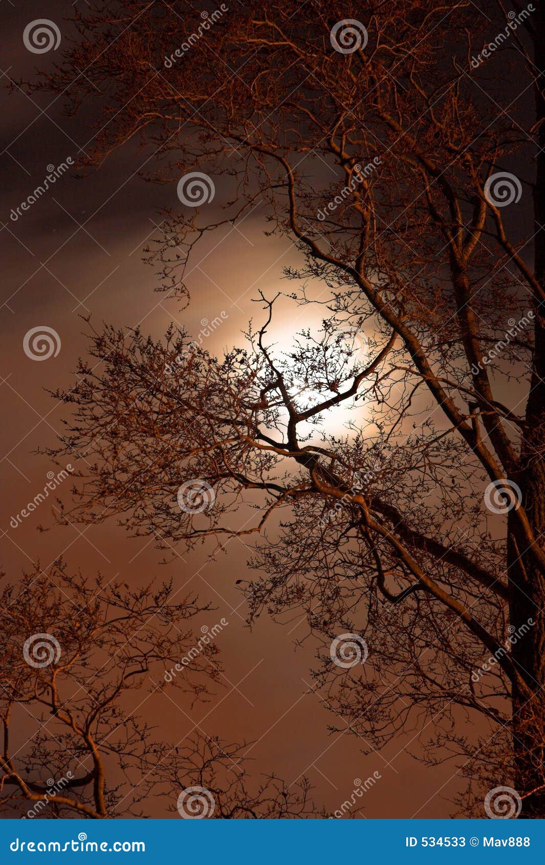 Spooky night stock image. Image of tree, reddish, branches - 534533