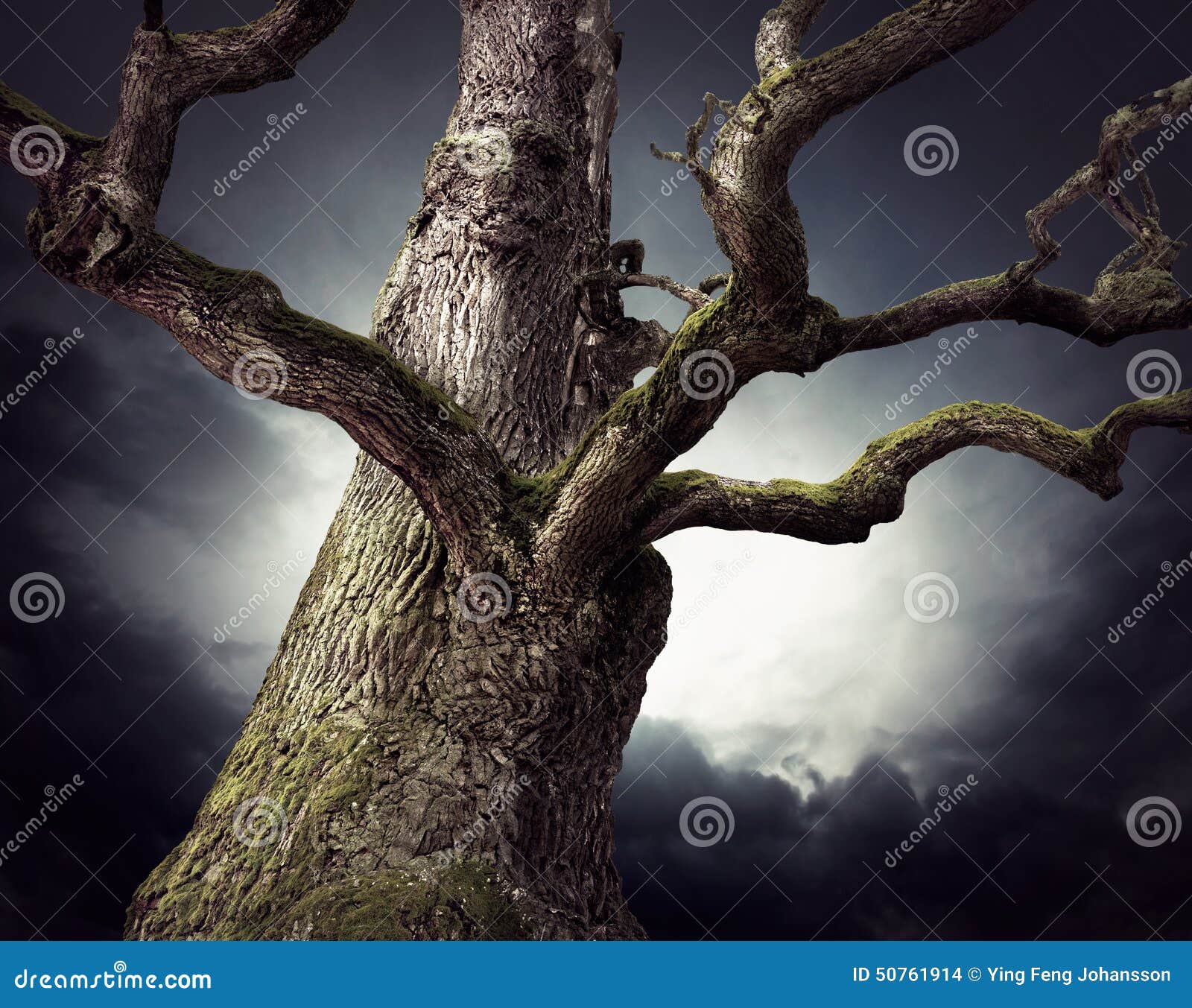 Spooky oak tree stock photo. Image of scary, green, cloud - 50761914