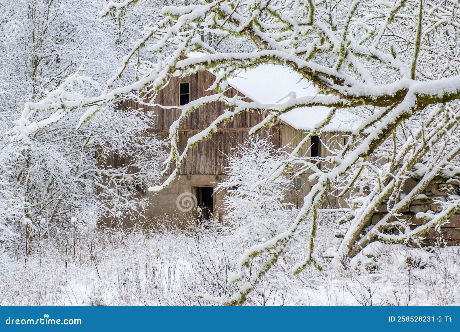 Spooky Old Aged Barn in a Winter Forest Stock Image - Image of snowy ...