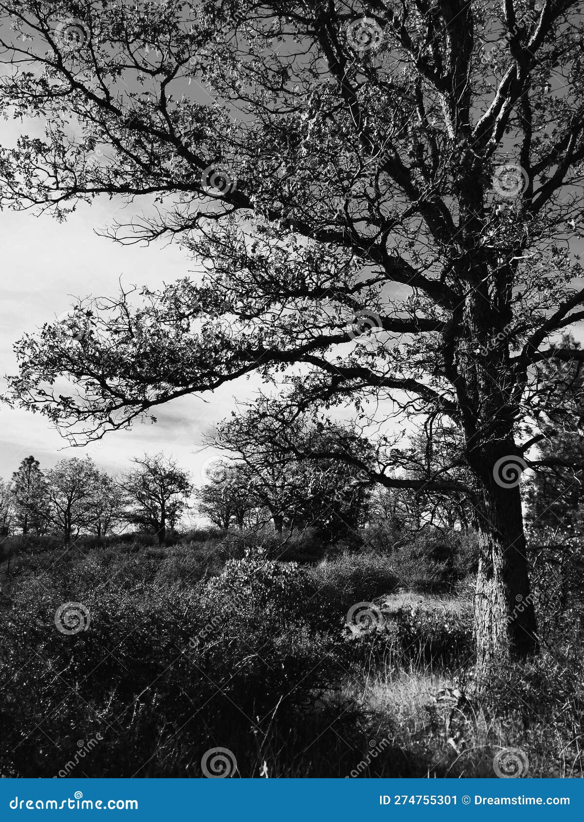 Spooky Old Tree in Black & White Stock Image - Image of branch, tree ...