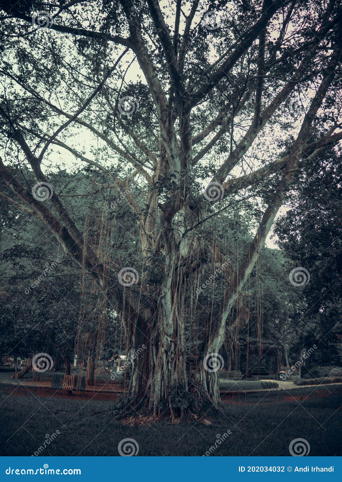 Spooky Old Tree Scary and Horror Stock Photo - Image of morning ...