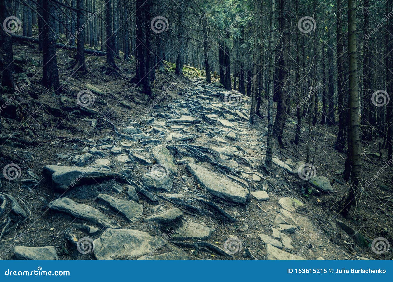 A Spooky Path Going Through A Tunnel Of Trees. On A Moody, Foggy, Eerie ...