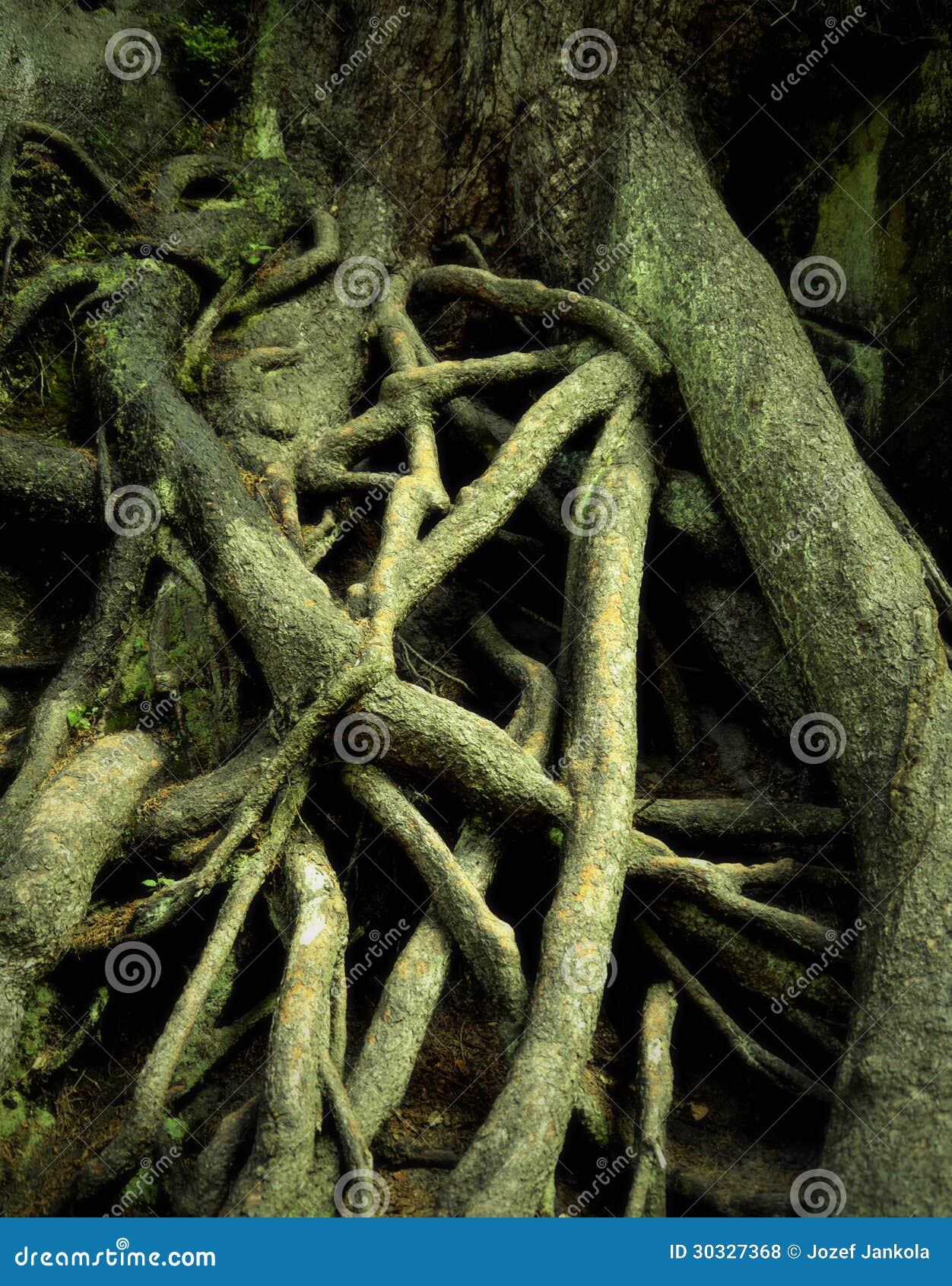 Spooky roots stock photo. Image of outdoor, huge, horror - 30327368