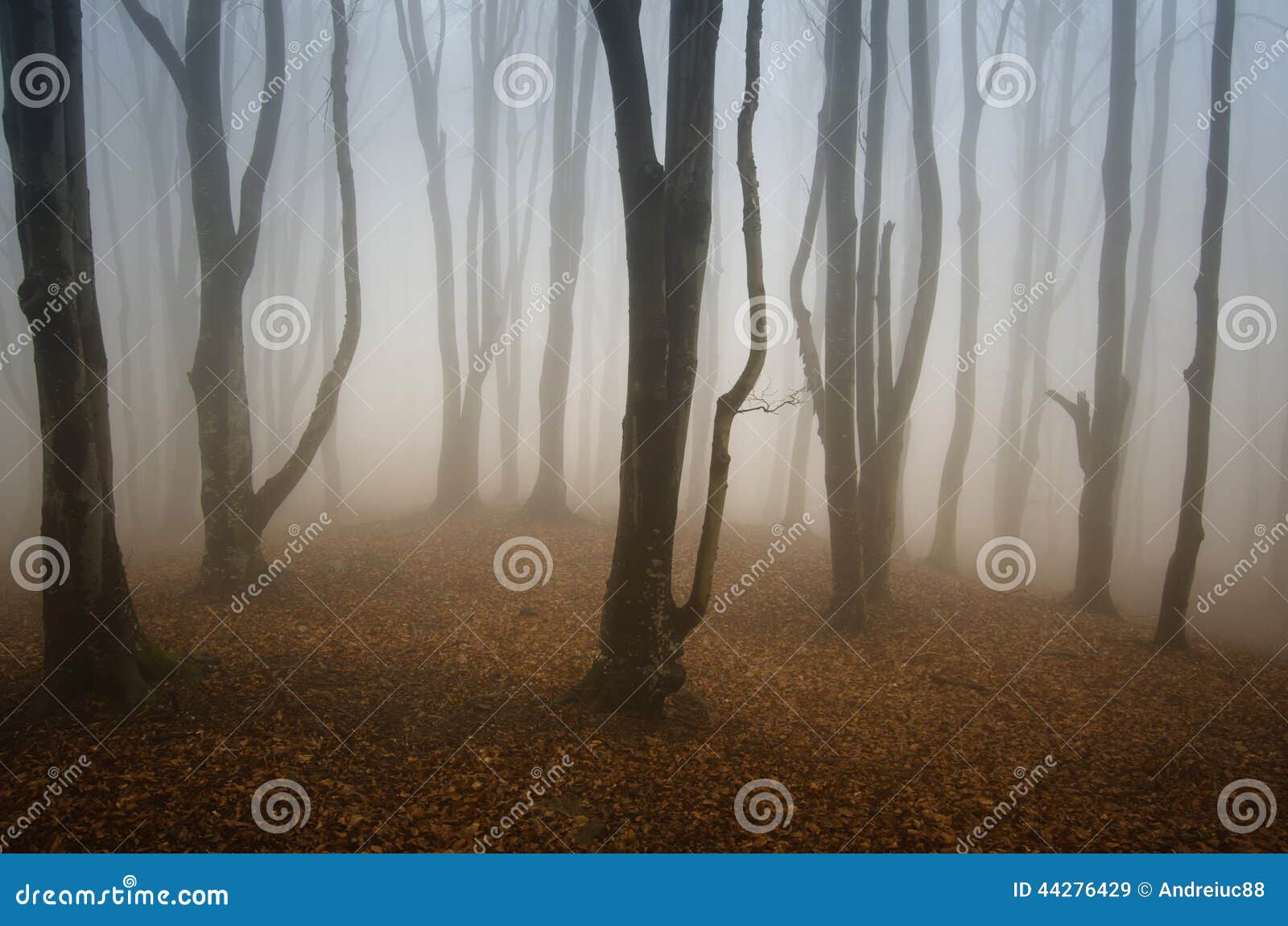 Spooky Scary Forest with Mysterious Fog Stock Image - Image of foliage ...