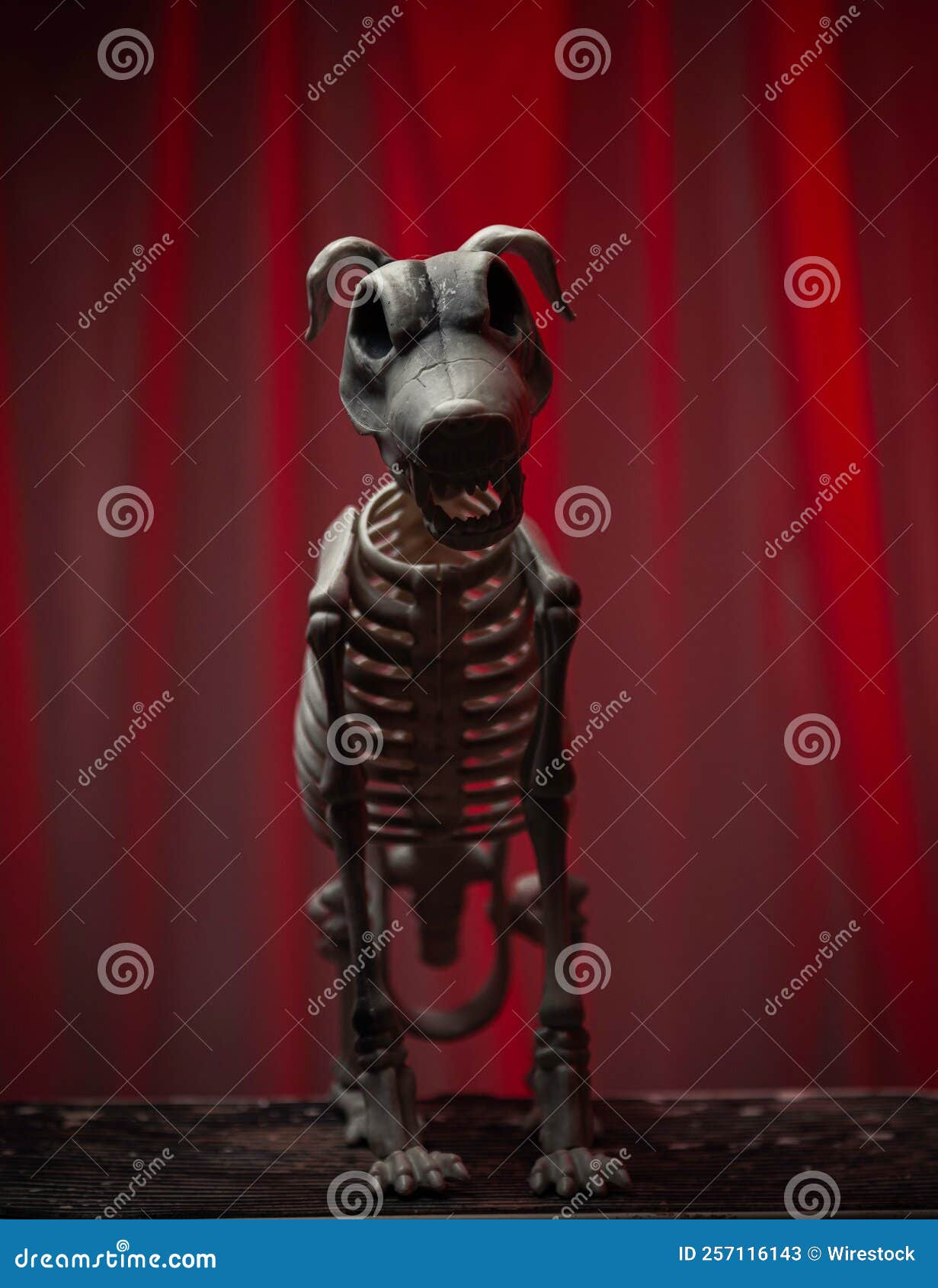Spooky Skeleton Dog Decorated in Halloween Stock Image - Image of ...