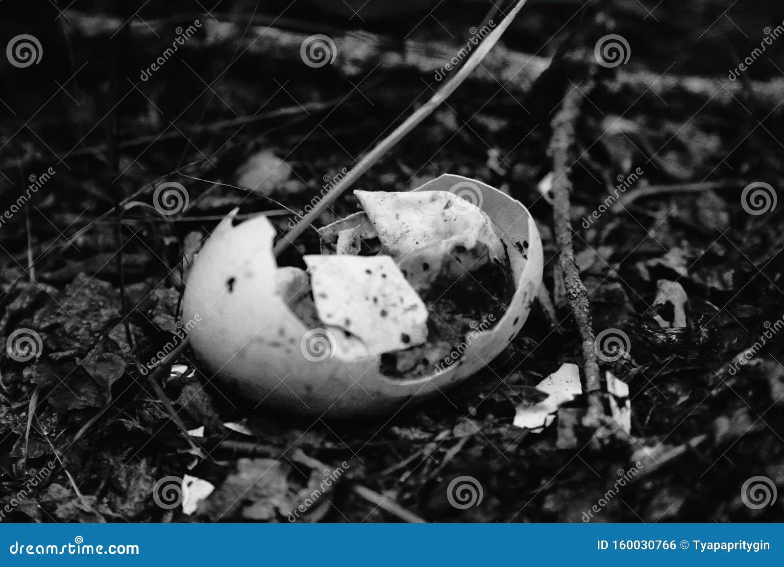 Broken Snake Egg. in Black and White. Stock Photo - Image of husk ...