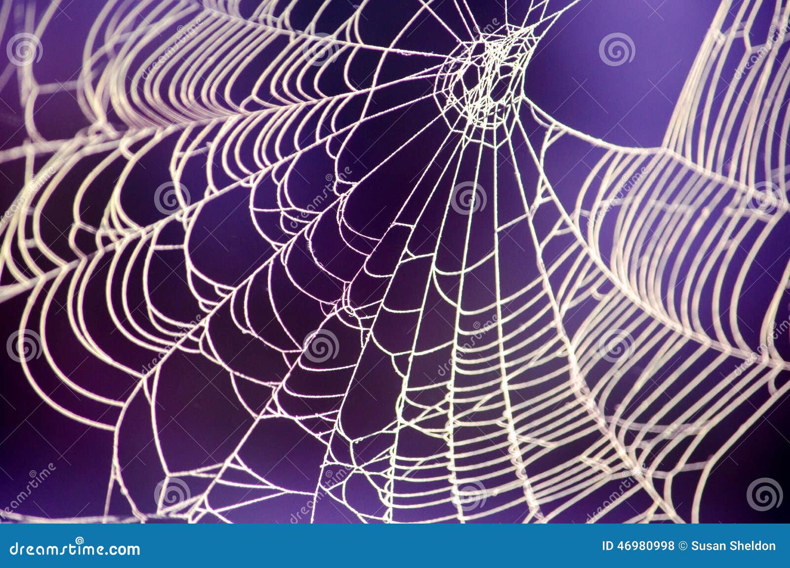 Spooky Spider Web Against a Purple Background Stock Photo - Image of ...