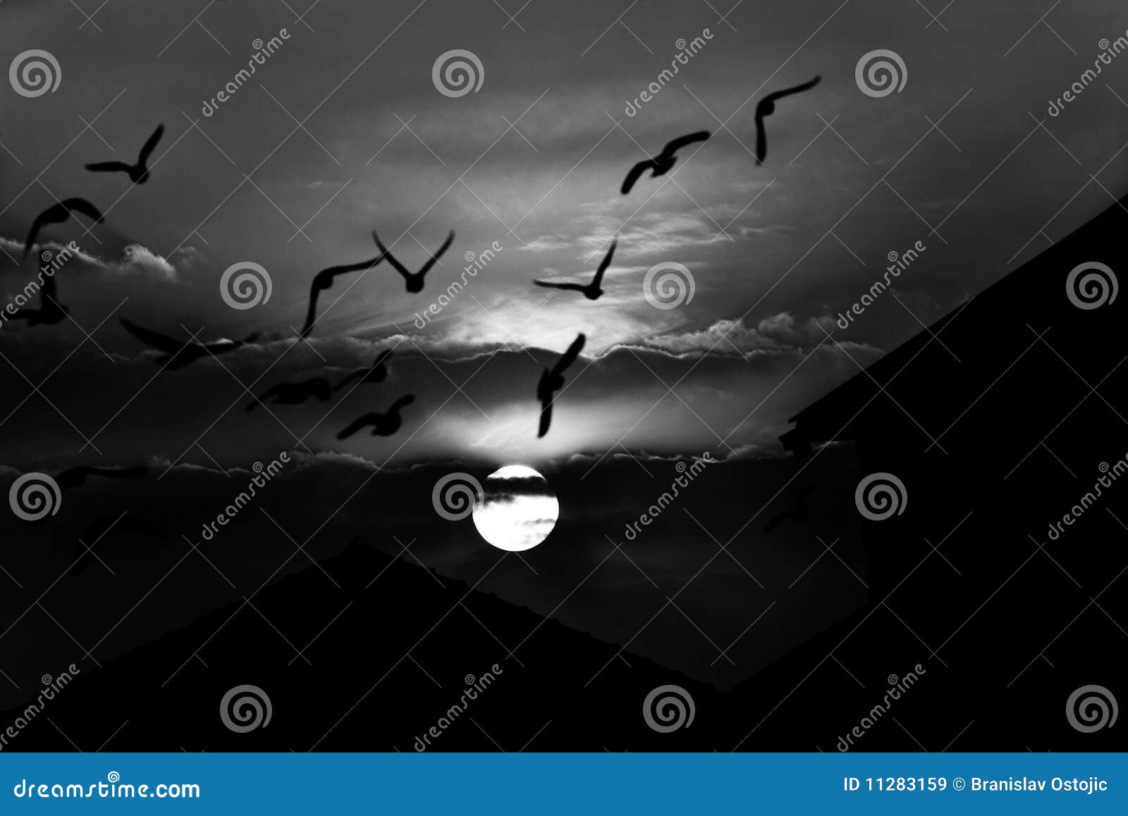 Spooky sunset in bw stock image. Image of birds, ghostly - 11283159
