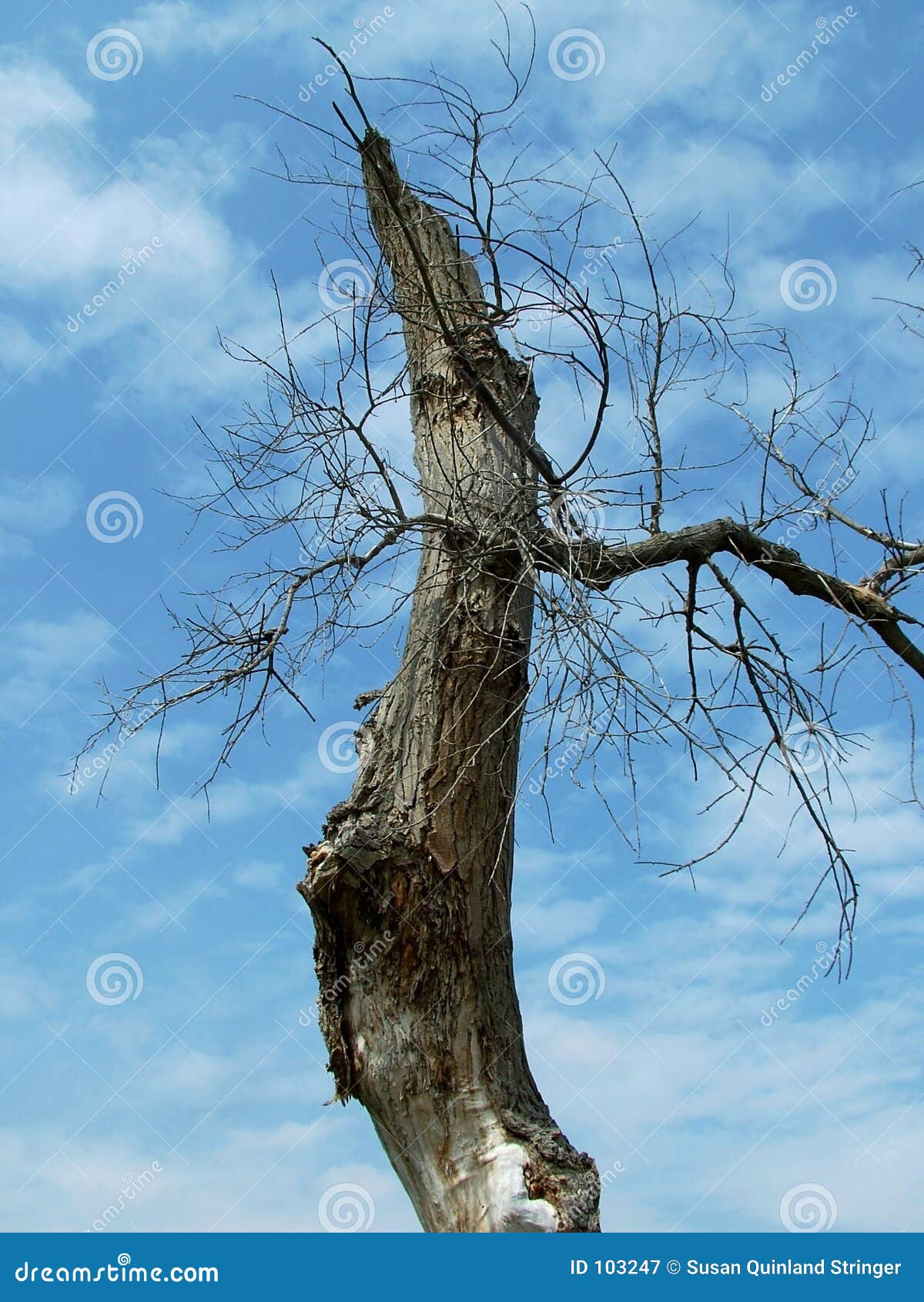 Spooky Tree Picture. Image: 103247