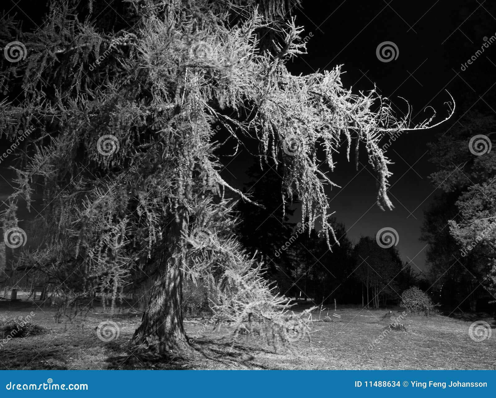 Spooky tree stock photo. Image of scary, ghostly, dark - 11488634