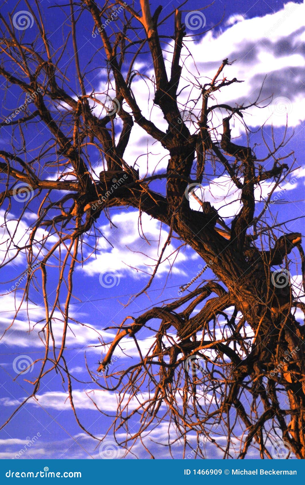 Spooky Tree 4 stock image. Image of fear, danger, creepy - 1466909