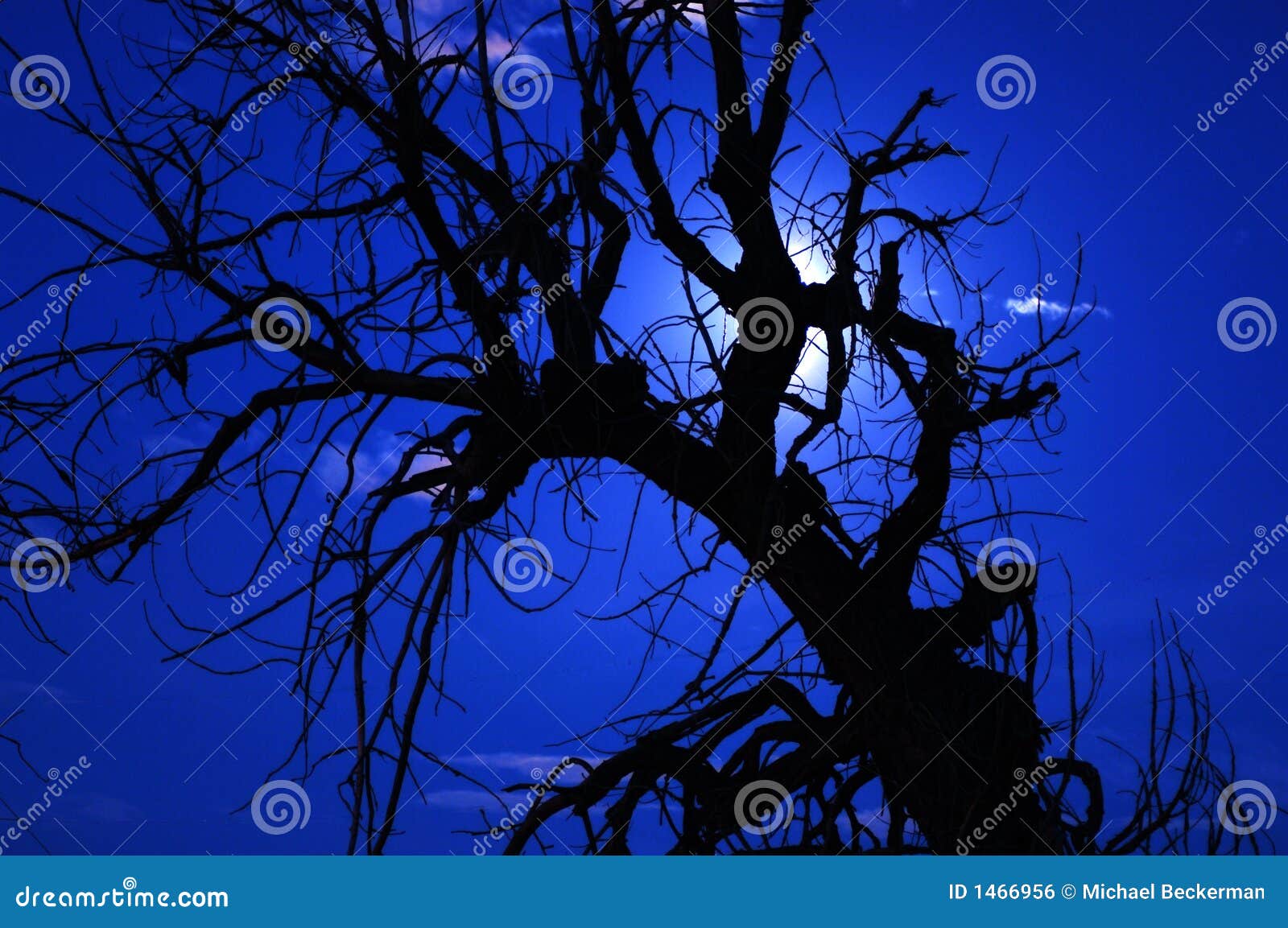 Spooky Tree 7 stock photo. Image of fright, cloud, danger - 1466956