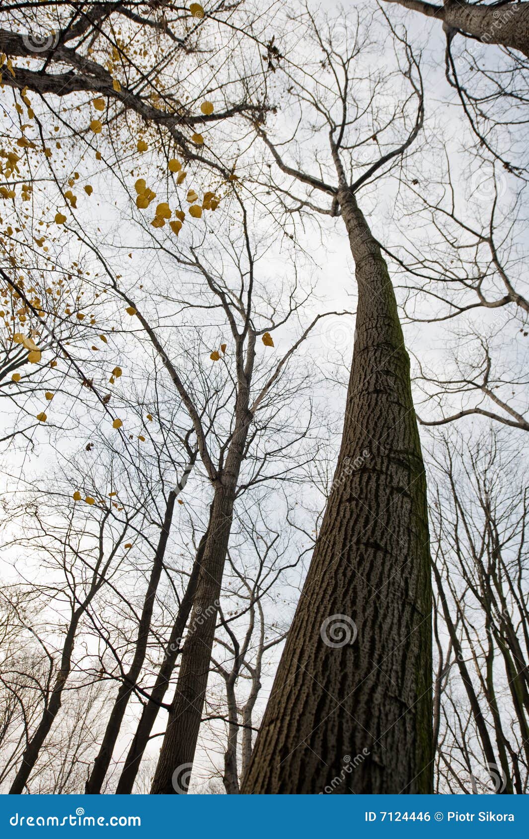 Spooky tree stock photo. Image of horror, branches, outdoors - 7124446