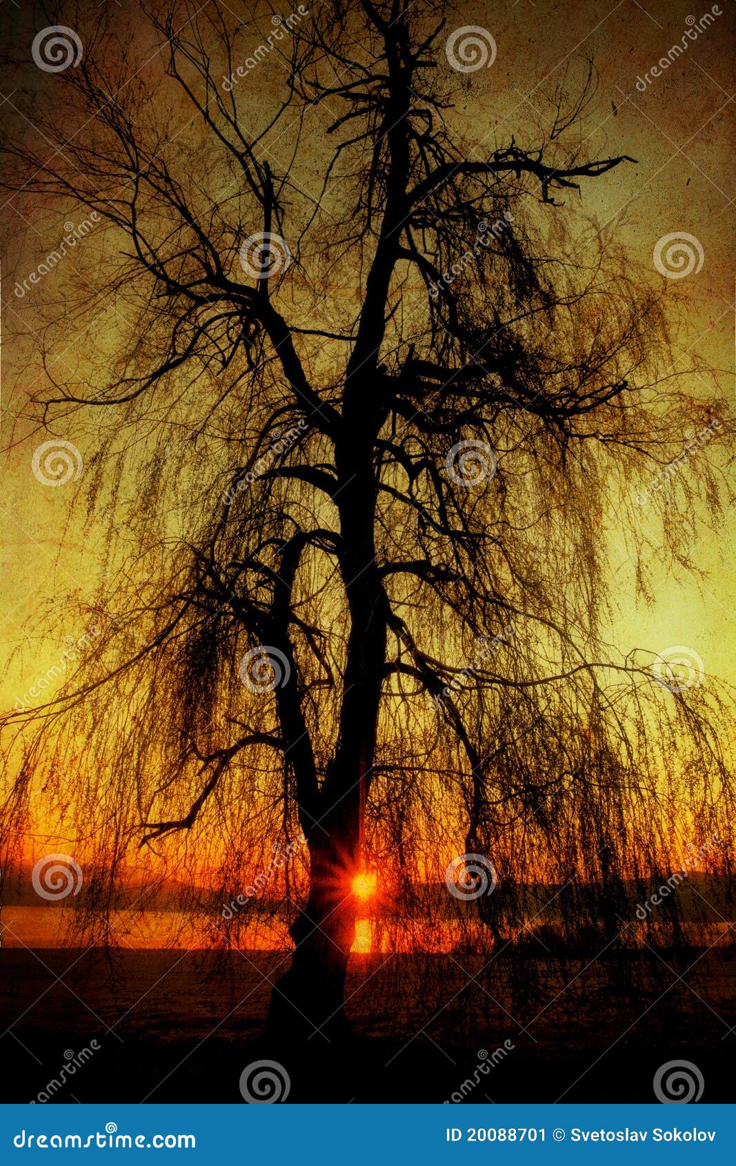 Spooky tree background stock image. Image of dark, tree - 20088701