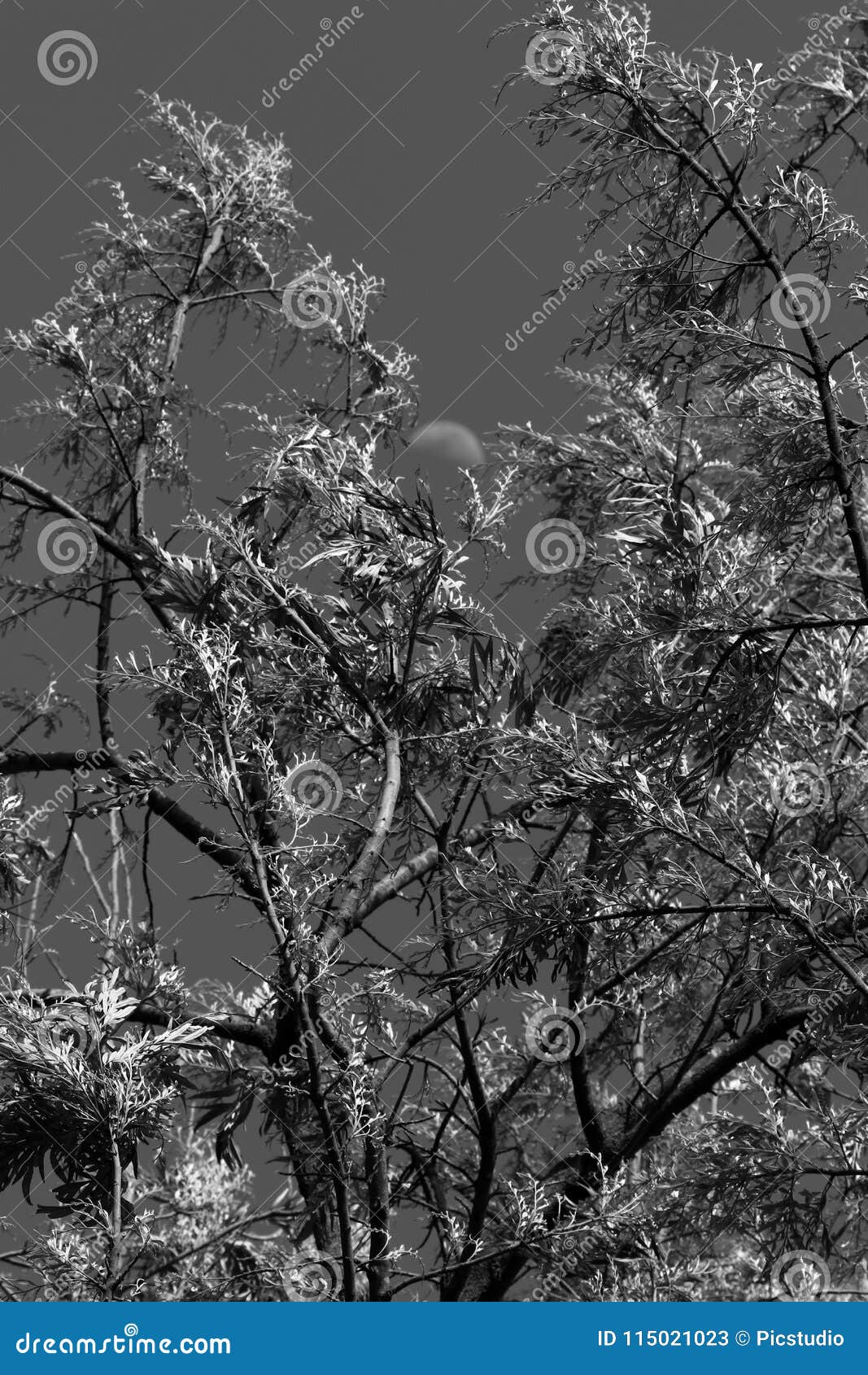 Spooky tree branches stock image. Image of dark, branches - 115021023