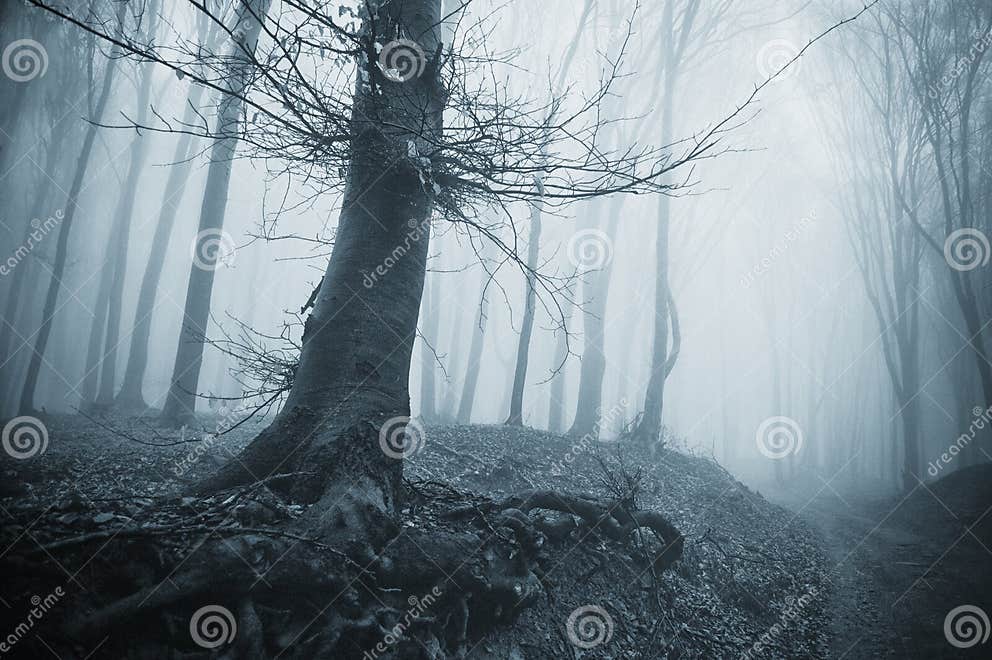 Spooky Tree in a Cold Forest with Fog Stock Image - Image of black ...