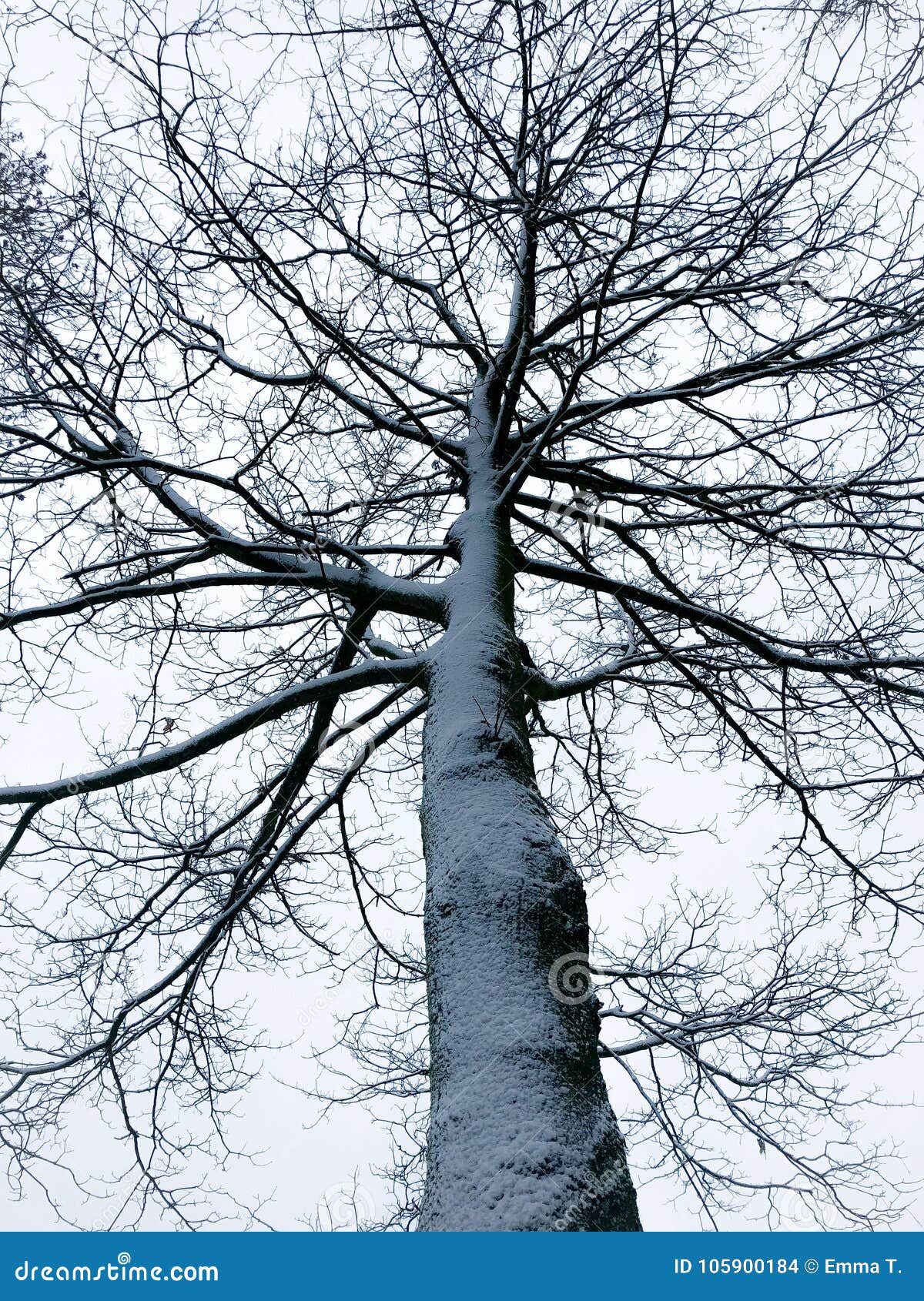 Spooky Tree Covered with Snow in Winter Stock Photo - Image of thin ...